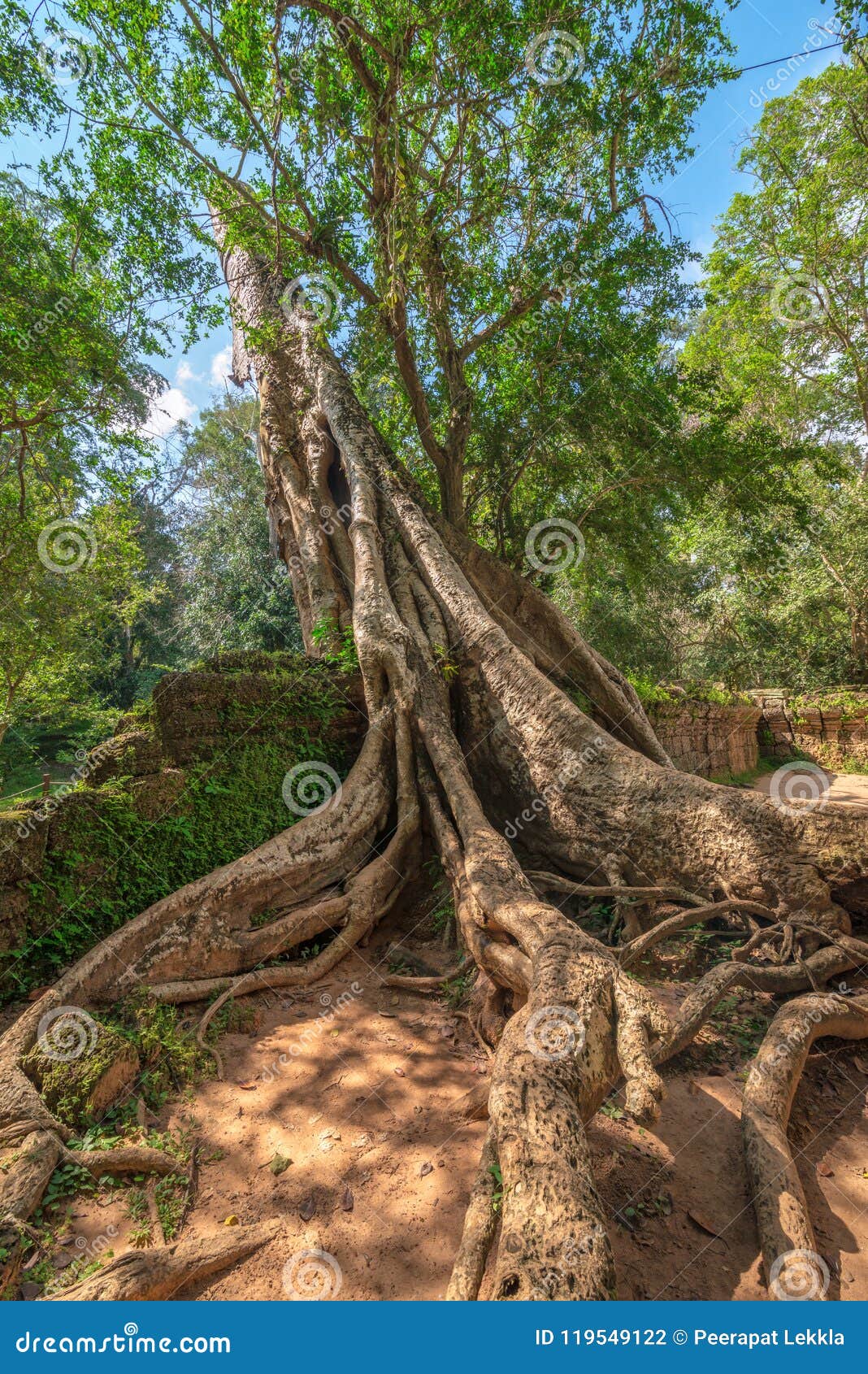 Tree Root with Clear Blue Sky, Ta Prohm Temple Ruins, Angkor, Ca Stock ...