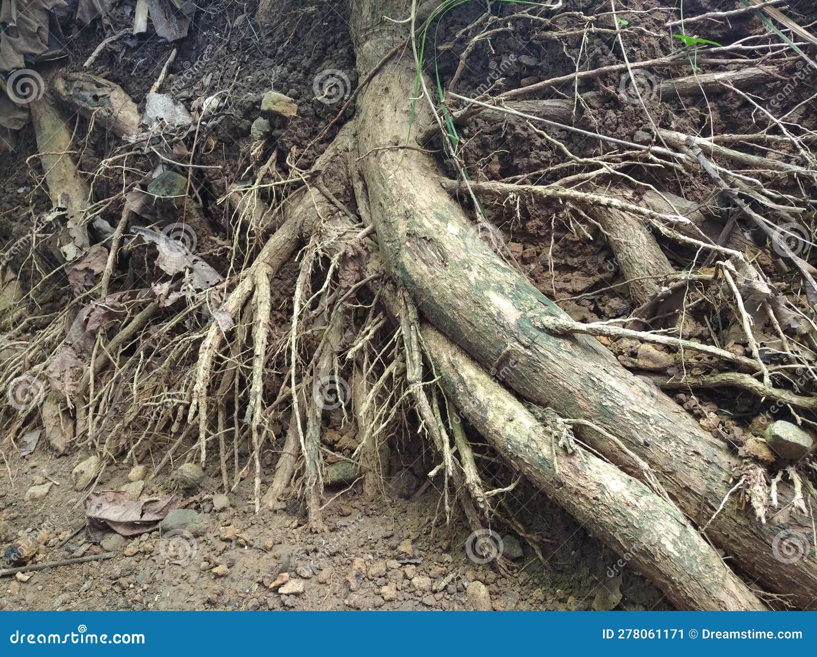 Tree Root on the Clift River Erosion Stock Image - Image of tree ...