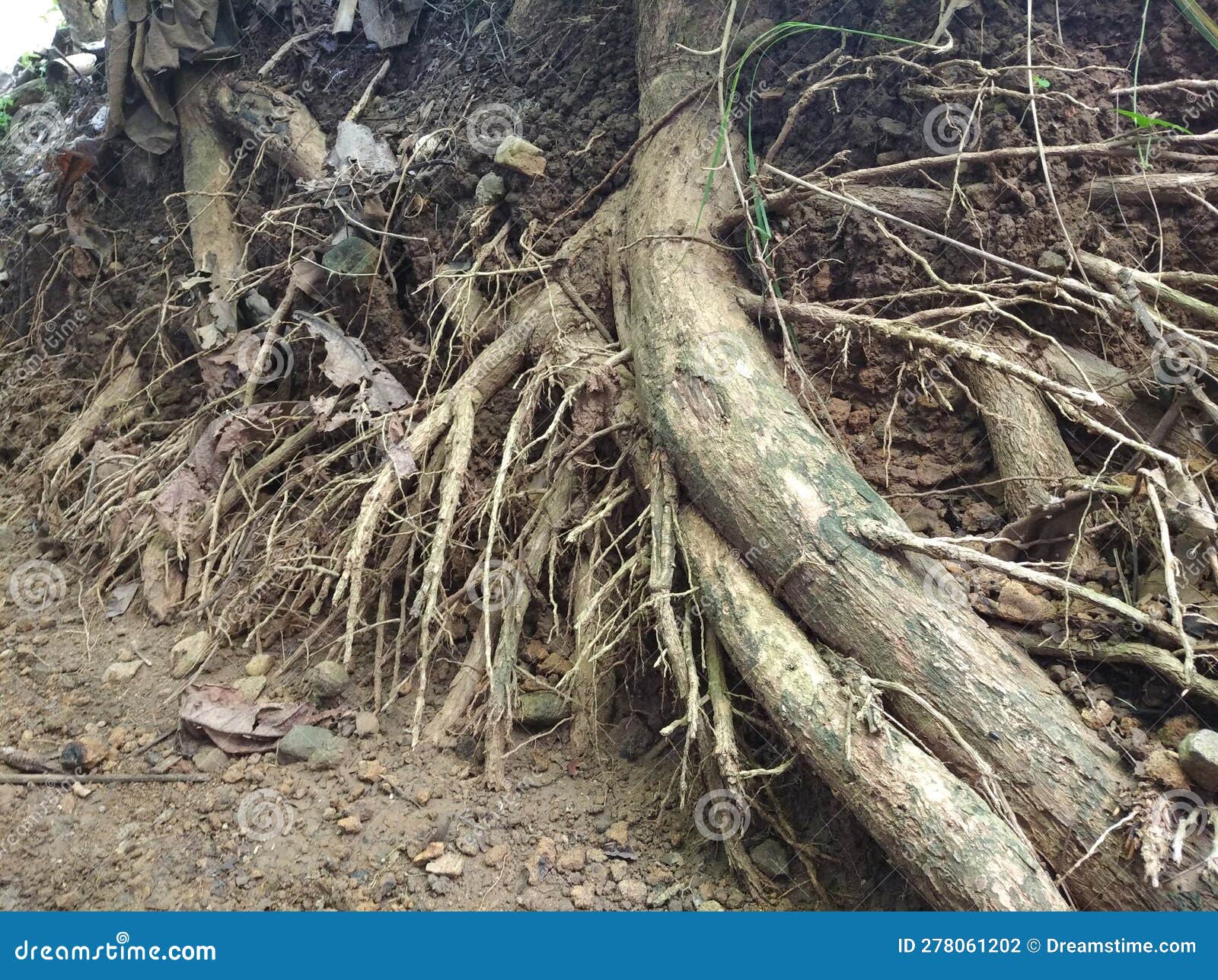 Tree Root on the Clift River Erosion Stock Photo - Image of river, tree ...