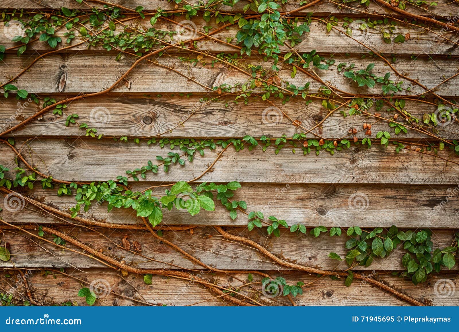 Tree Root Climbing on the Wall. Stock Image - Image of garden, color ...