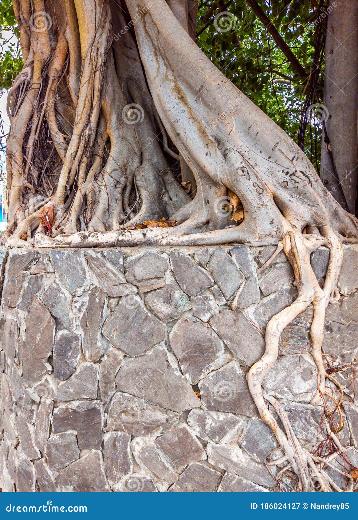 Tree Root Cover Stone Wall Background. Postcard, Poster. Ideal for Use ...
