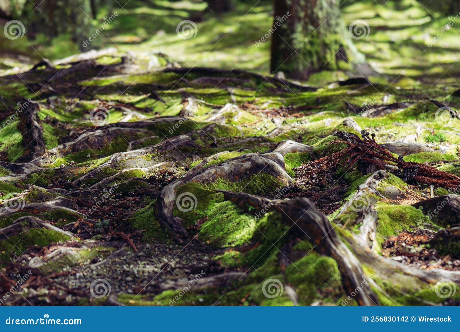 Tree Root Covered Moss in the Forest Stock Photo - Image of moss ...