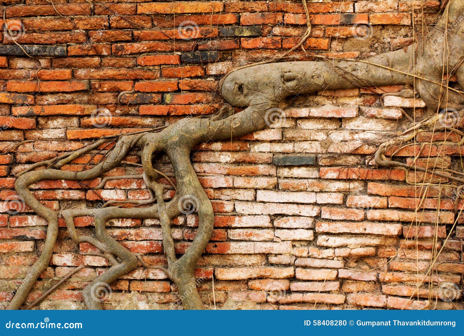 Tree Root Covering Old Brick Wall in Wat Mahathat, Ayutthaya Stock ...