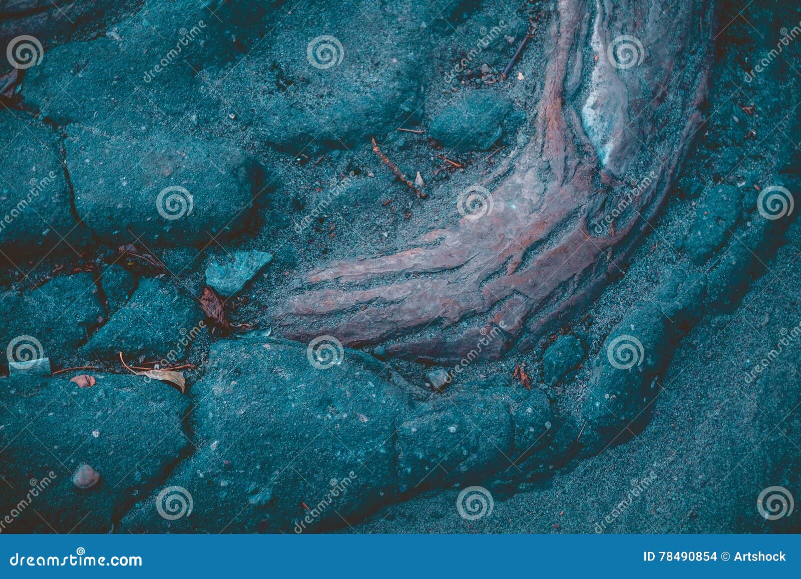 Tree Root Cracking an Asphalt Stock Photo - Image of street, outside ...