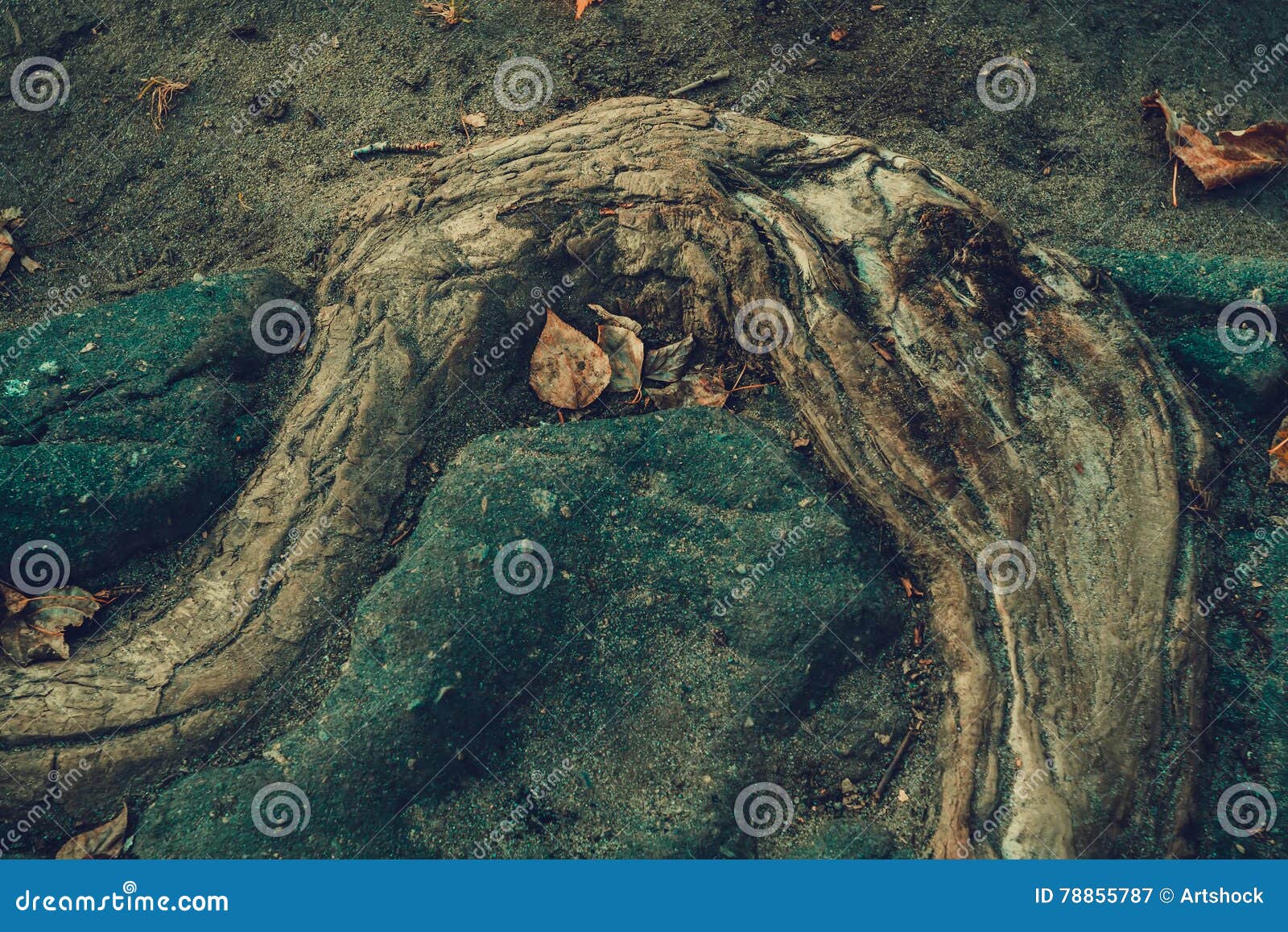Tree Root Cracking an Asphalt Stock Image - Image of nature, detail ...
