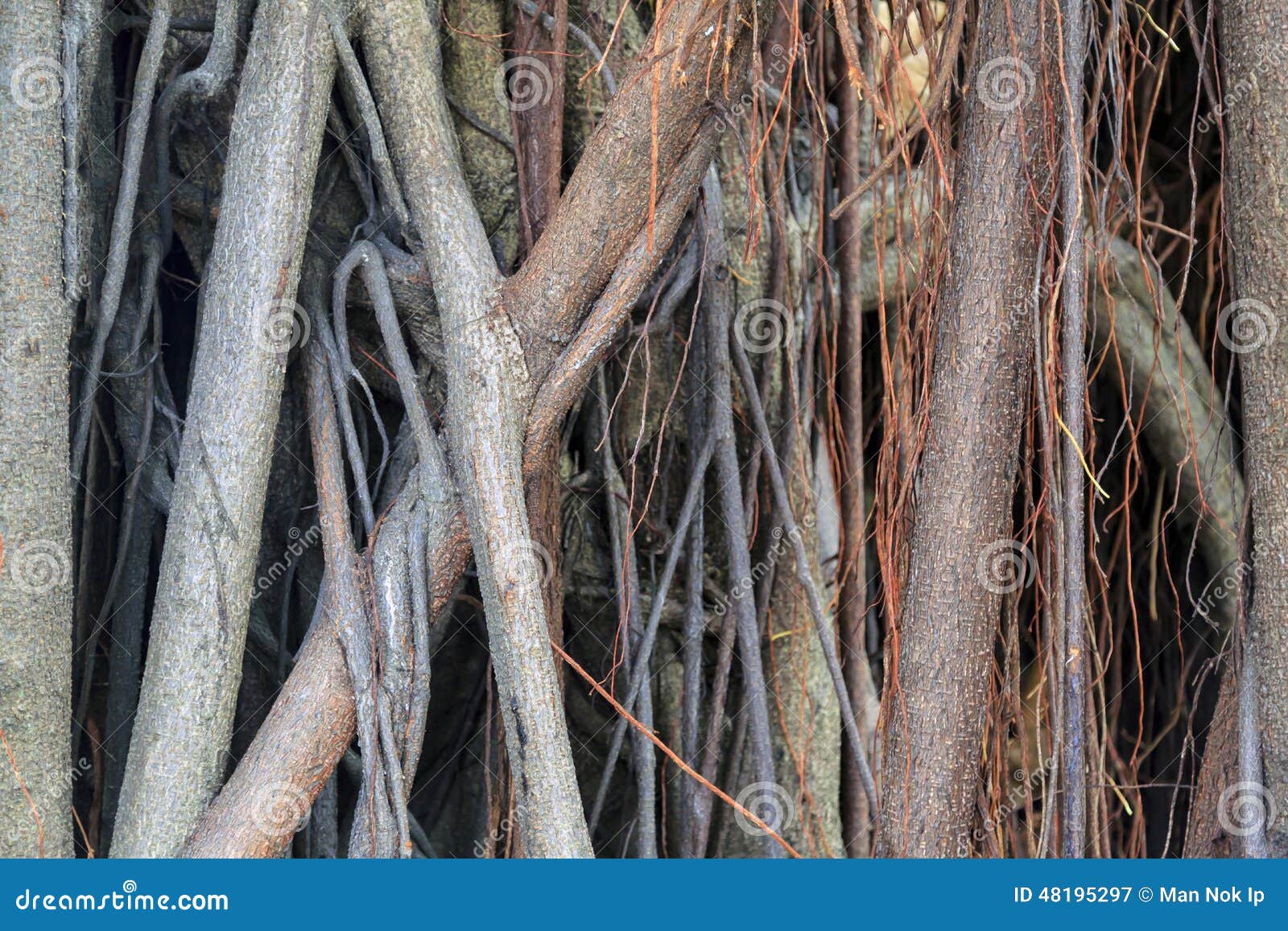 Tree root with a cross stock image. Image of landscape - 48195297