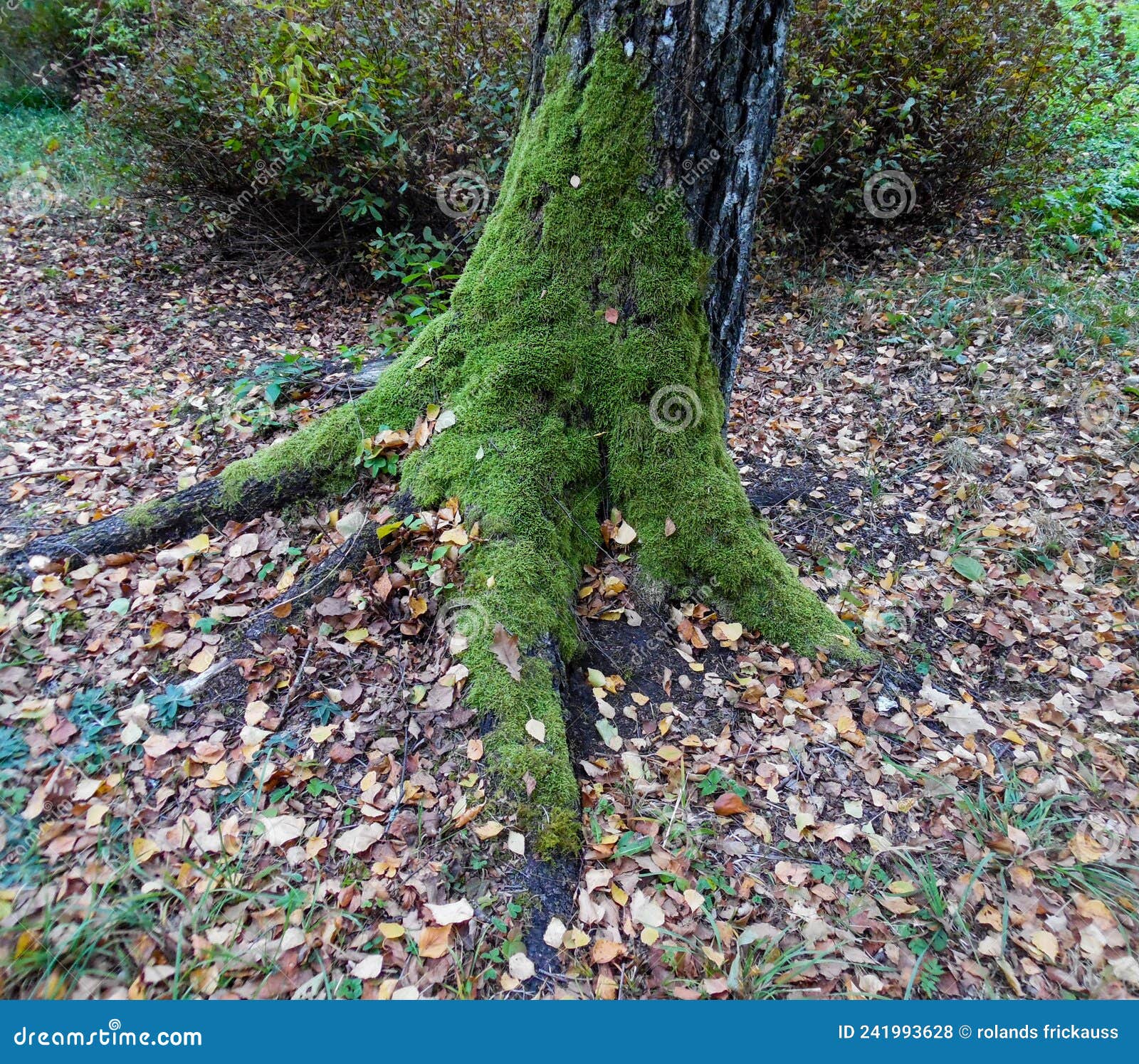 Tree with a Root Crown Green As a Dream Stock Photo - Image of ...