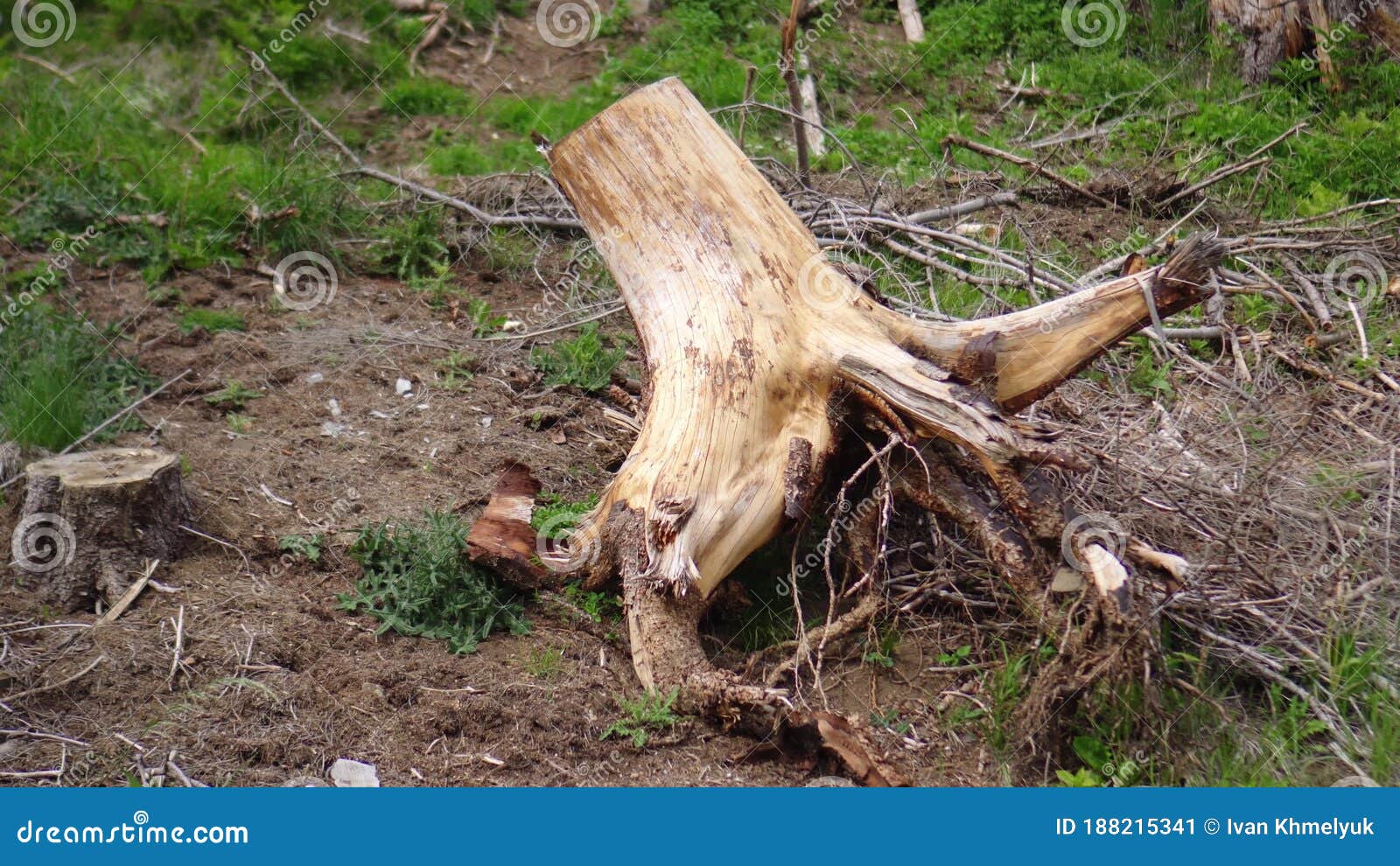 Tree Root Cut Off the Ground Stock Video - Video of stump, tree: 188215341