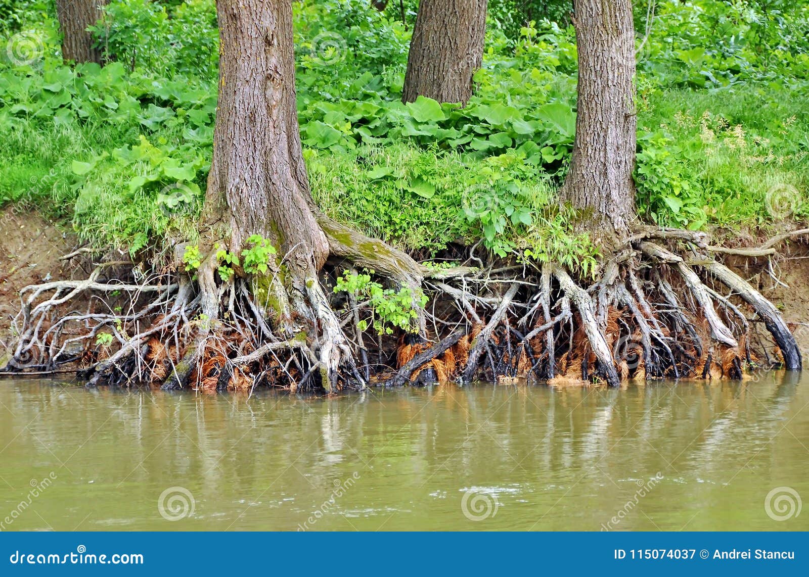 Tree root stock image. Image of hole, root, tree, interlaced - 115074037