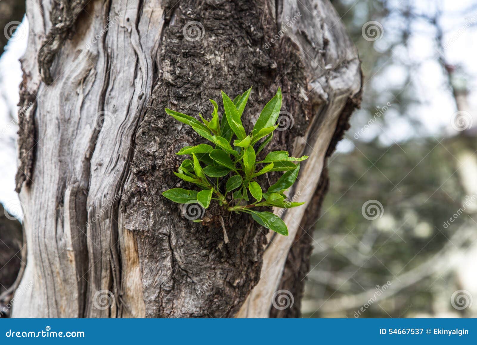 Tree Root stock image. Image of dead, green, branch, tree - 54667537