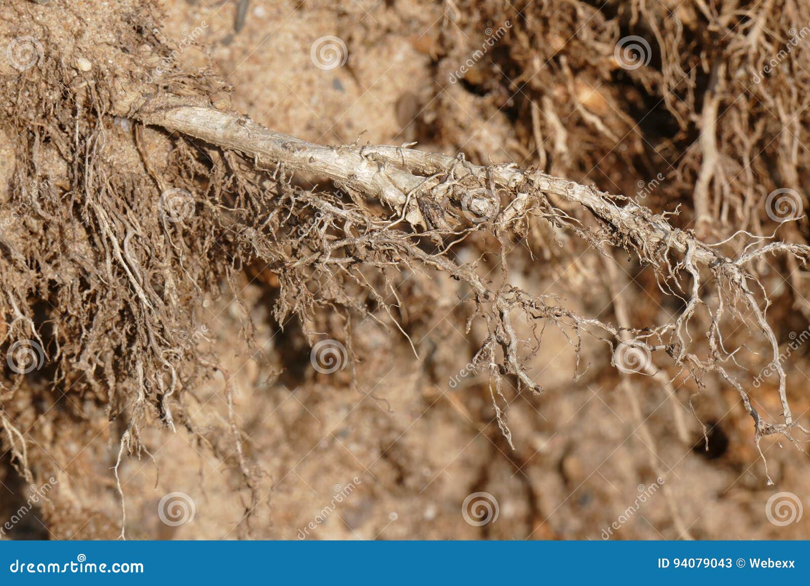 Exposed root of a tree stock image. Image of humus, underground - 94079043