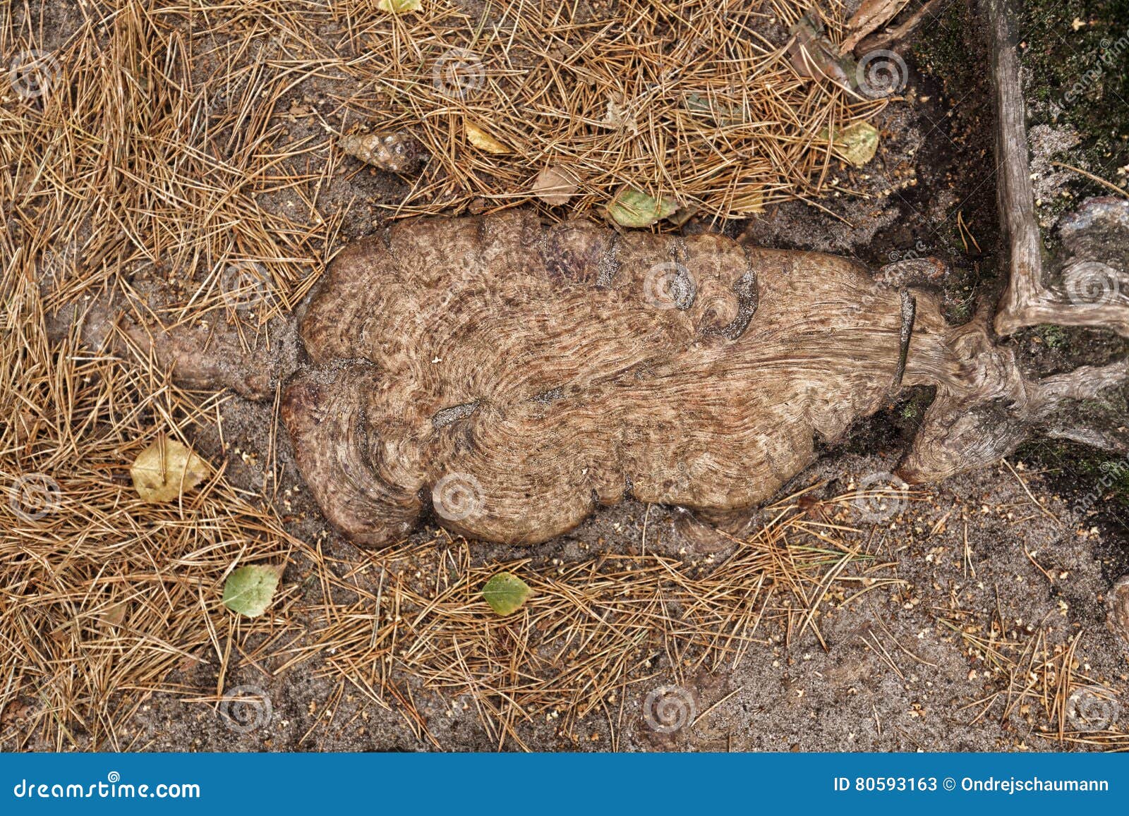 Tree Root Detail in the Middle of Needles Stock Image - Image of ...