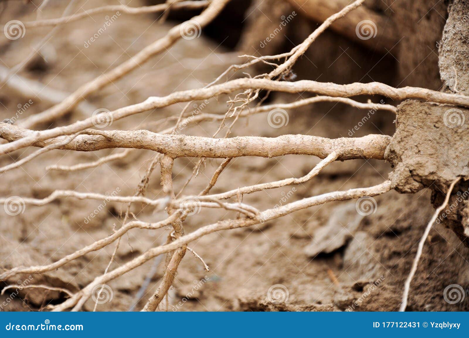 Tree root details stock image. Image of root, plants - 177122431