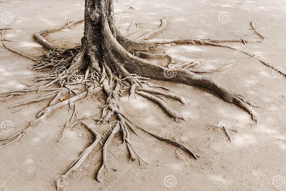 Tree root on dried land stock image. Image of cross, park - 32731645