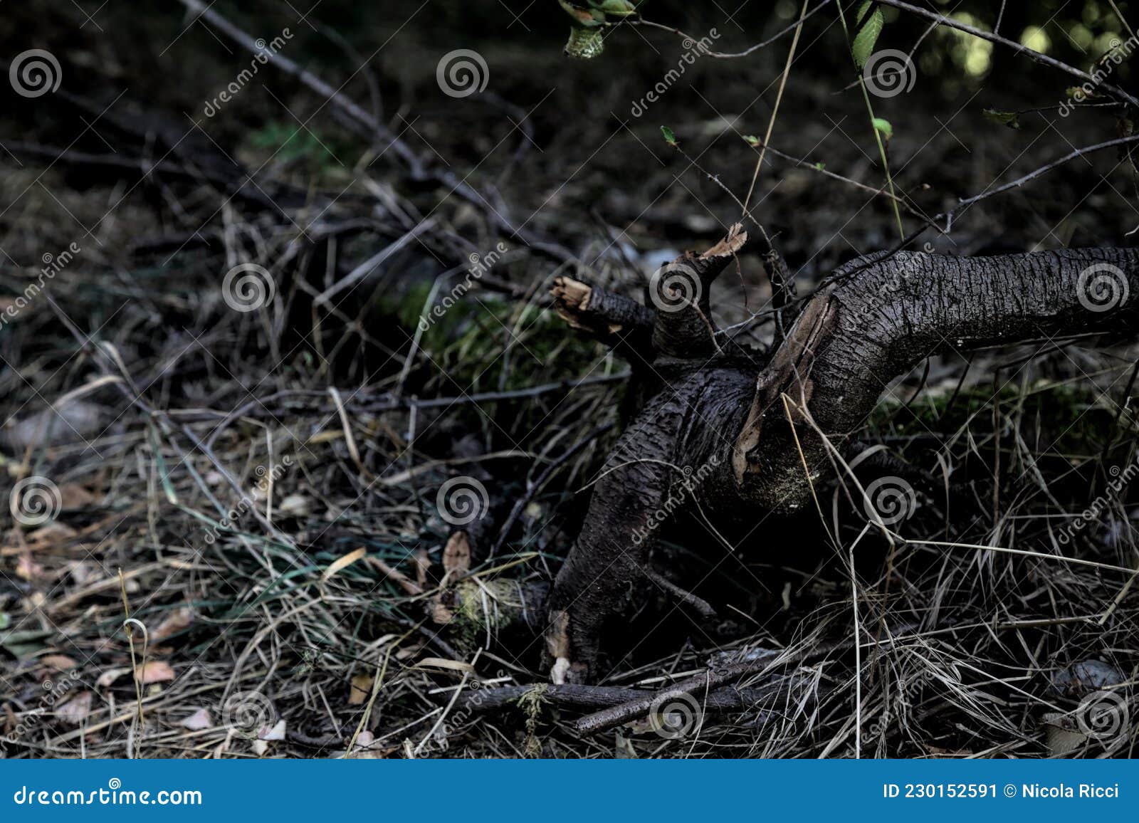 Tree Root by the Edge of a Path Pulled Up Stock Image - Image of life ...