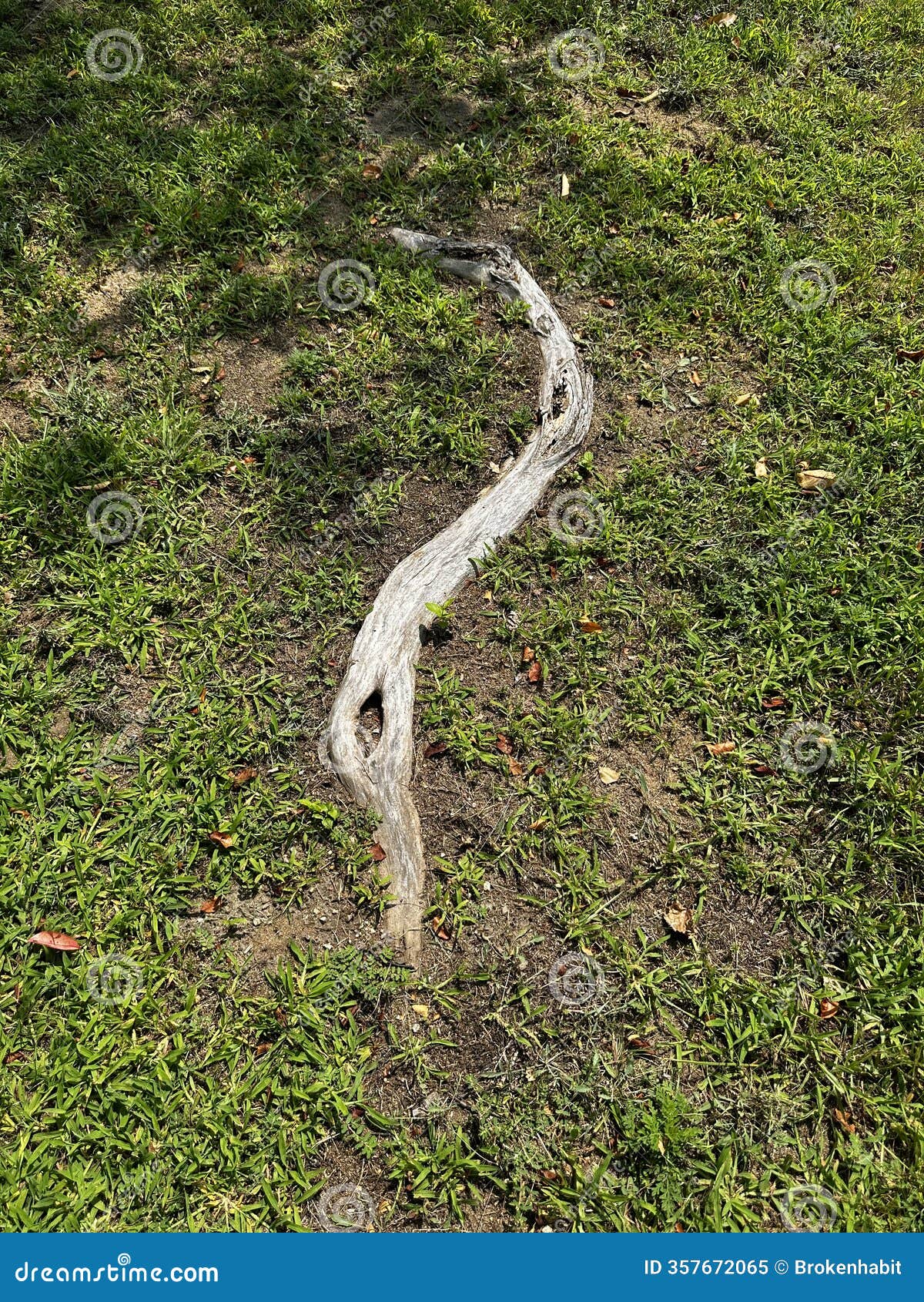 Tree Root Emerging from Ground Stock Image - Image of jungle, animal ...