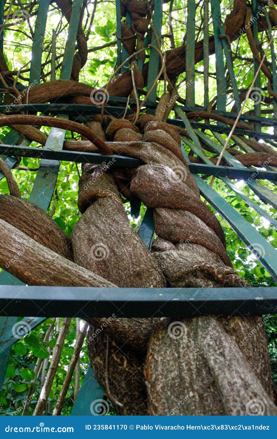 Tree Root Entangled in a Fence with the Passage of Time Stock Photo ...