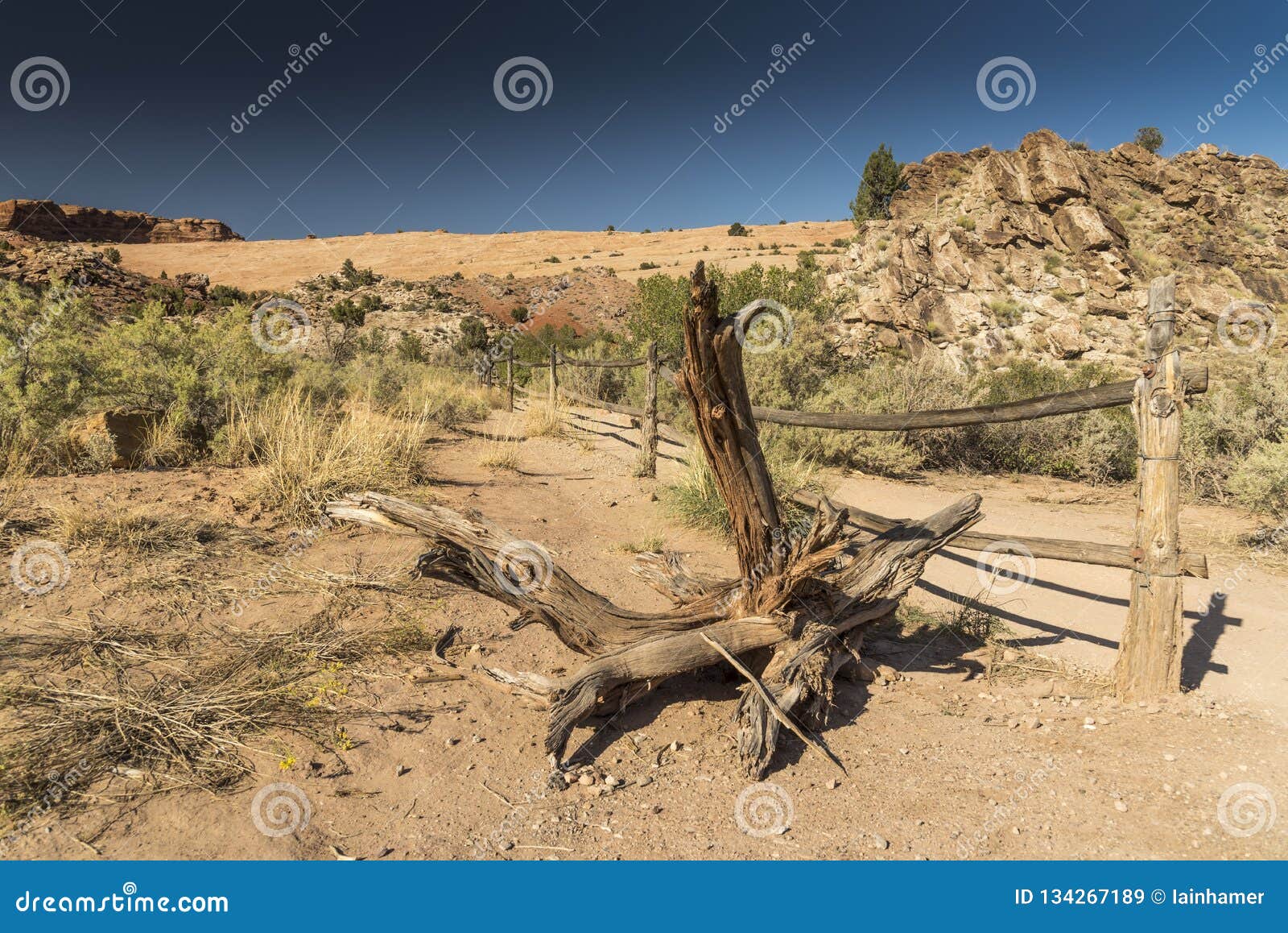 Tree Root and Fencing Pathway To the Upper Viewpoint of Delicate Arch ...