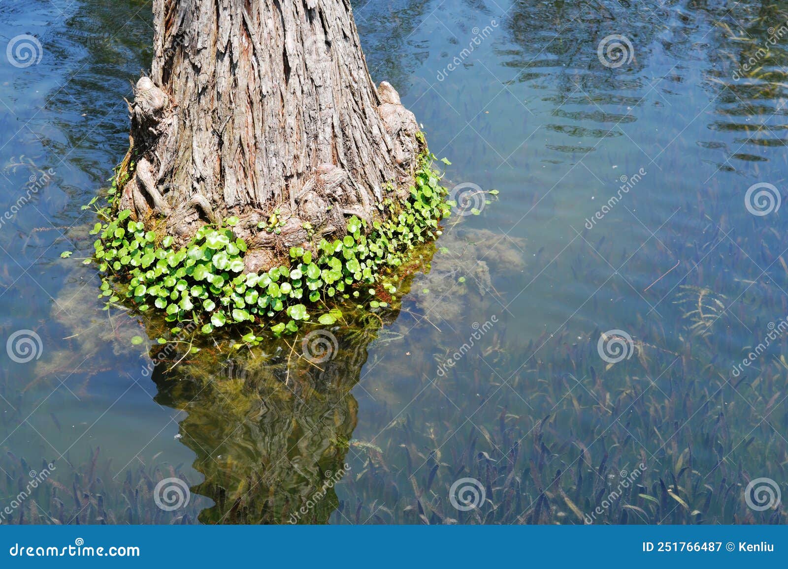 A Tree Root in a Fir Forest Growing in Water Stock Image - Image of ...