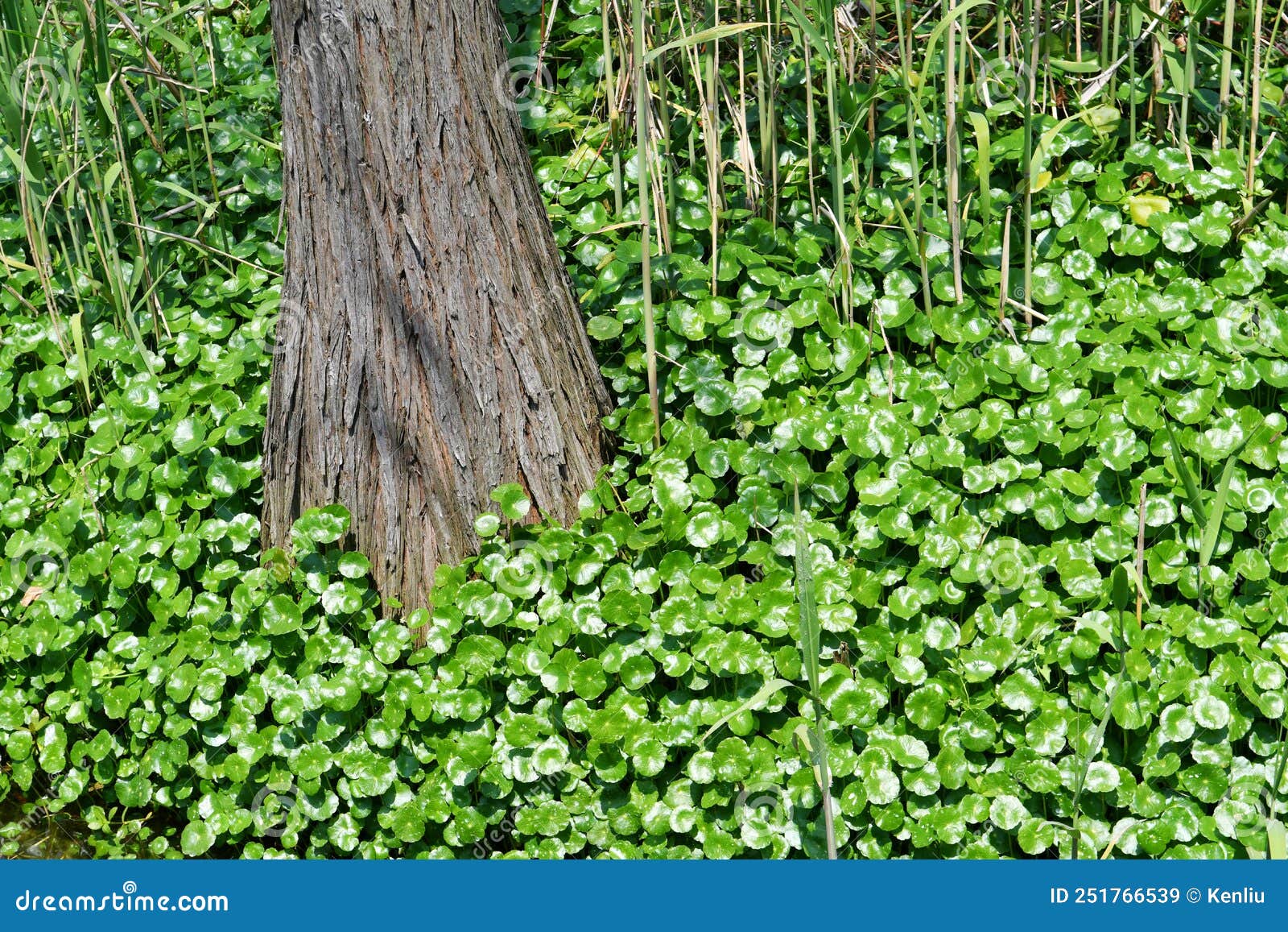 A Tree Root in a Fir Forest Growing in Water Stock Image - Image of ...
