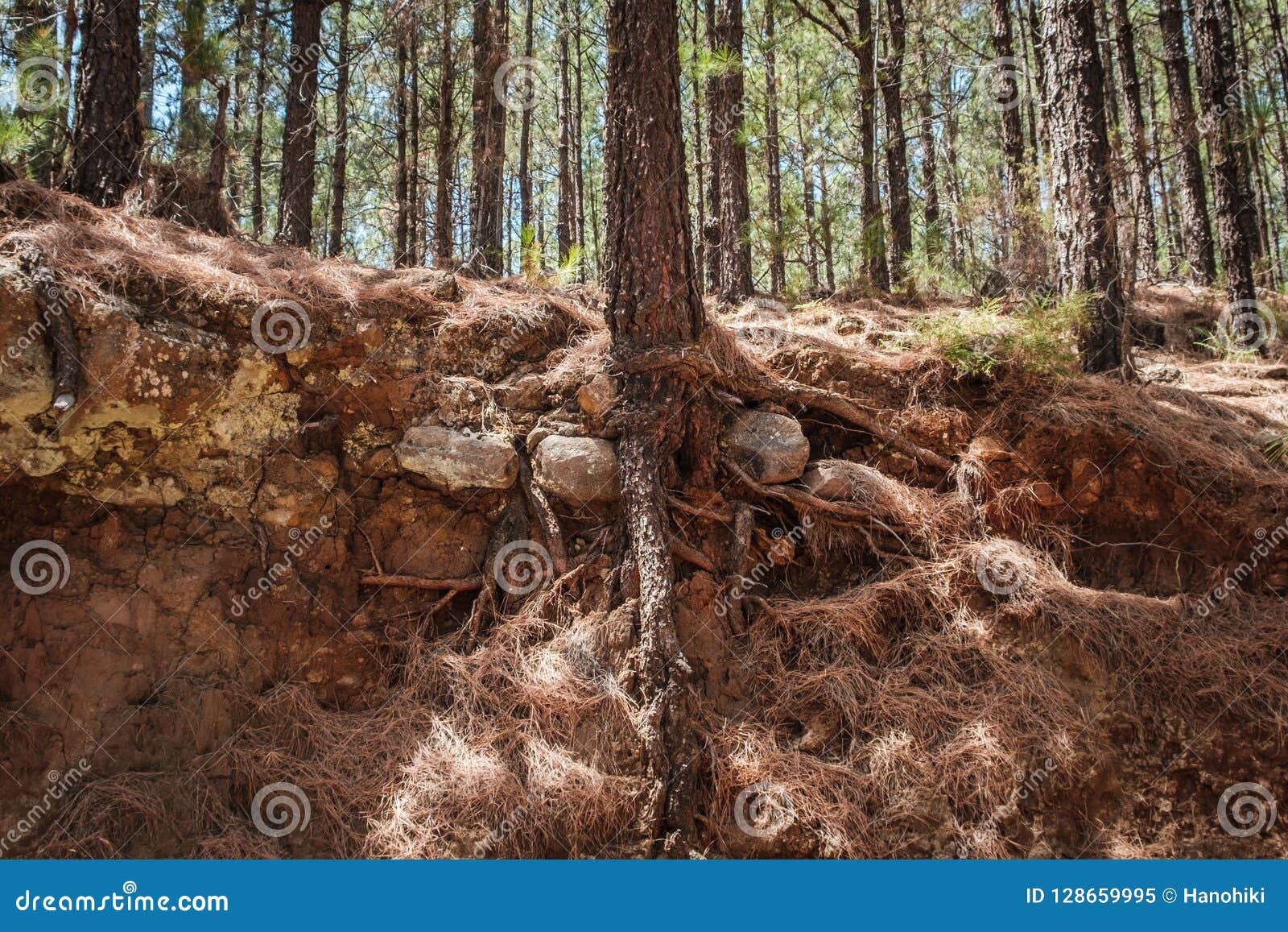 Tree Root In Forest Ground Cross Section - Pine Tree Forest Royalty ...