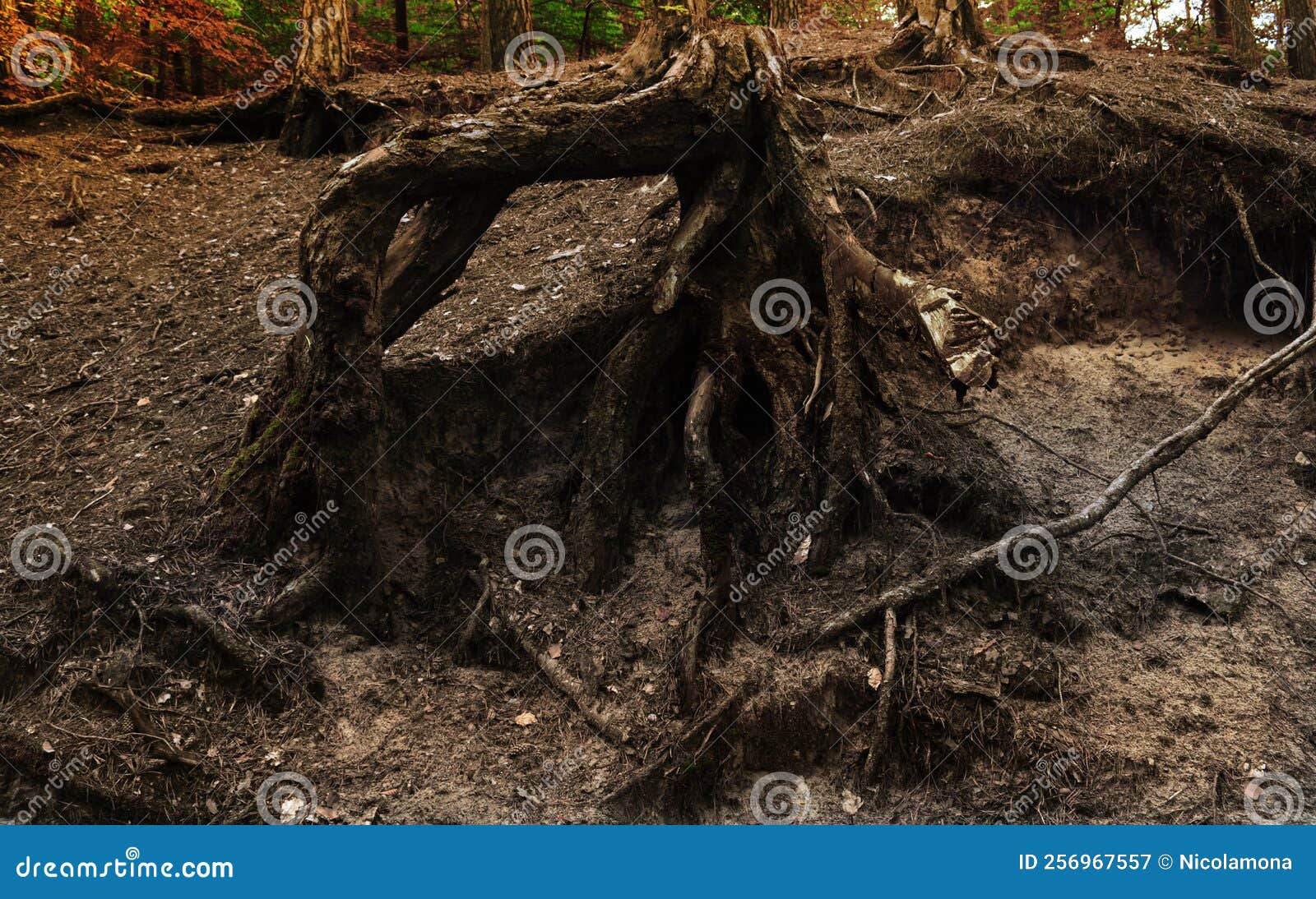 Tree root in the forest stock image. Image of branch - 256967557