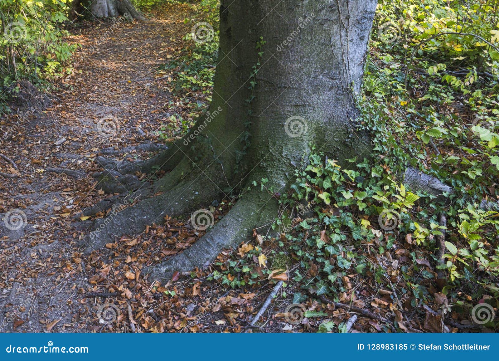 A Tree Root in the Forest with Plants on the Ground Stock Image - Image ...