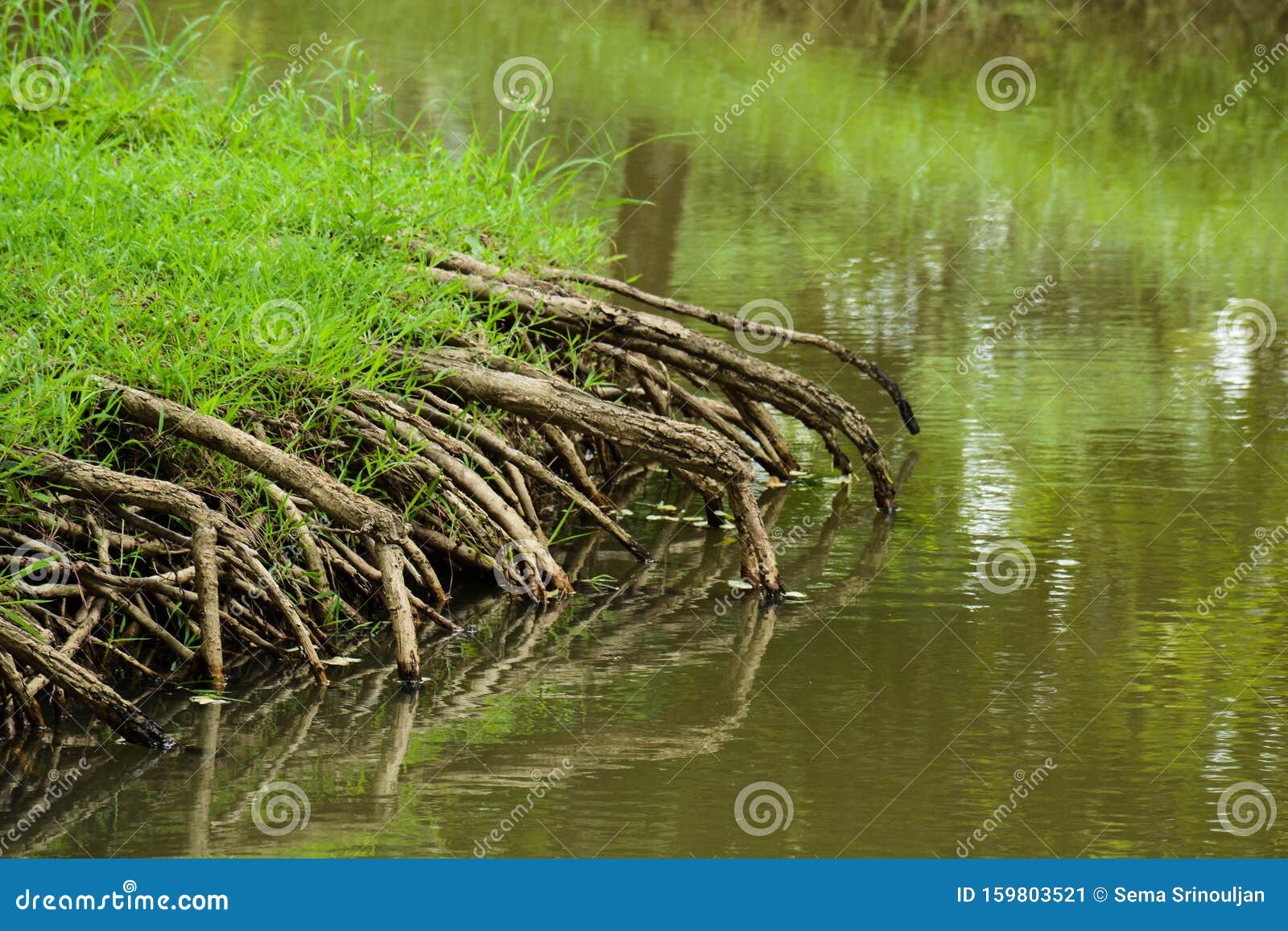 Tree root in the forest. stock image. Image of foliage - 159803521