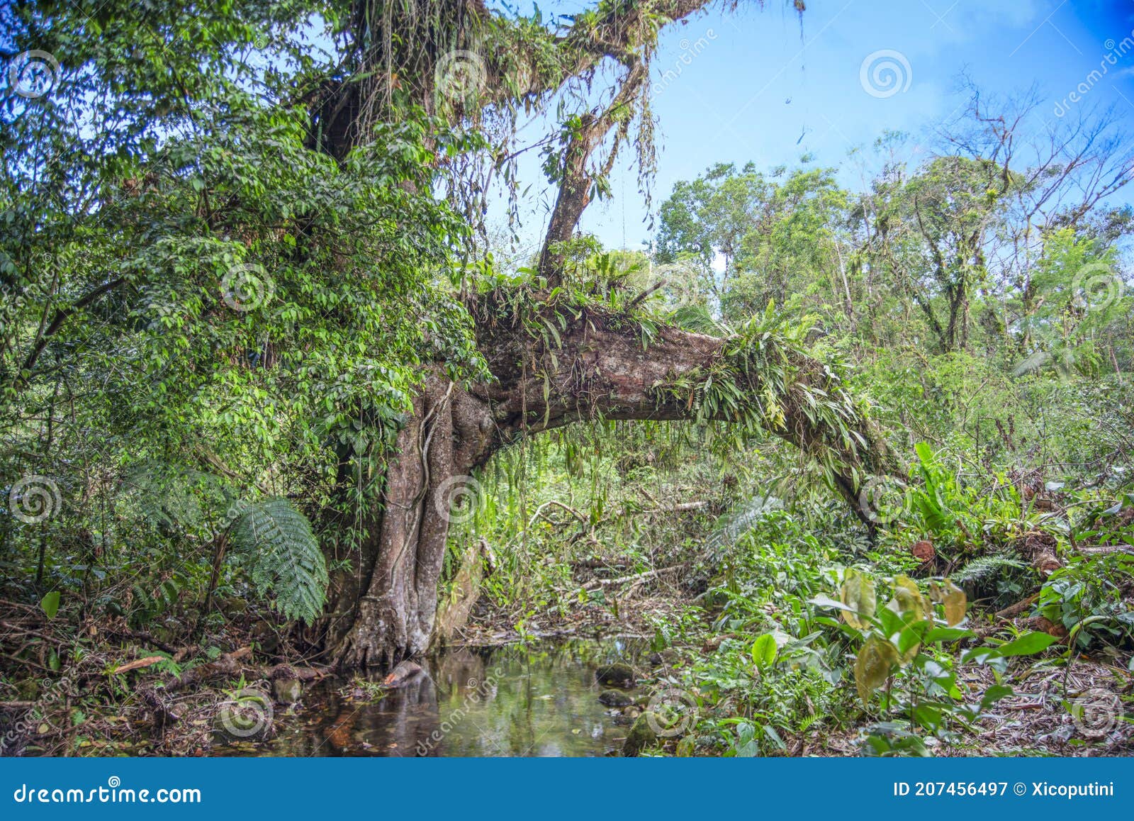 Tree with Root Forming Arch Over Stream in Tropical Forest Stock Image ...