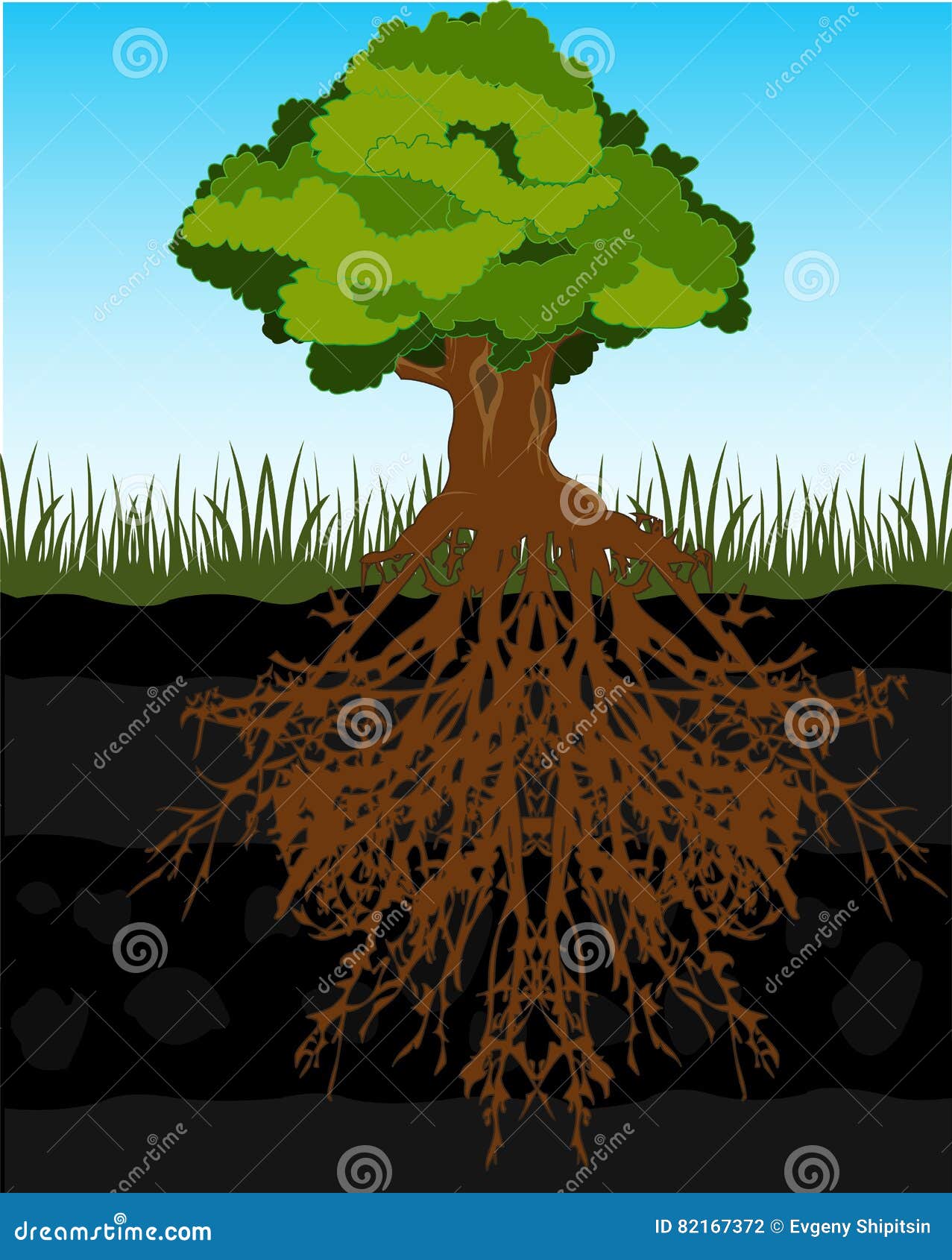 Tree Root Ground Stock Illustrations – 1,420 Tree Root Ground Stock ...