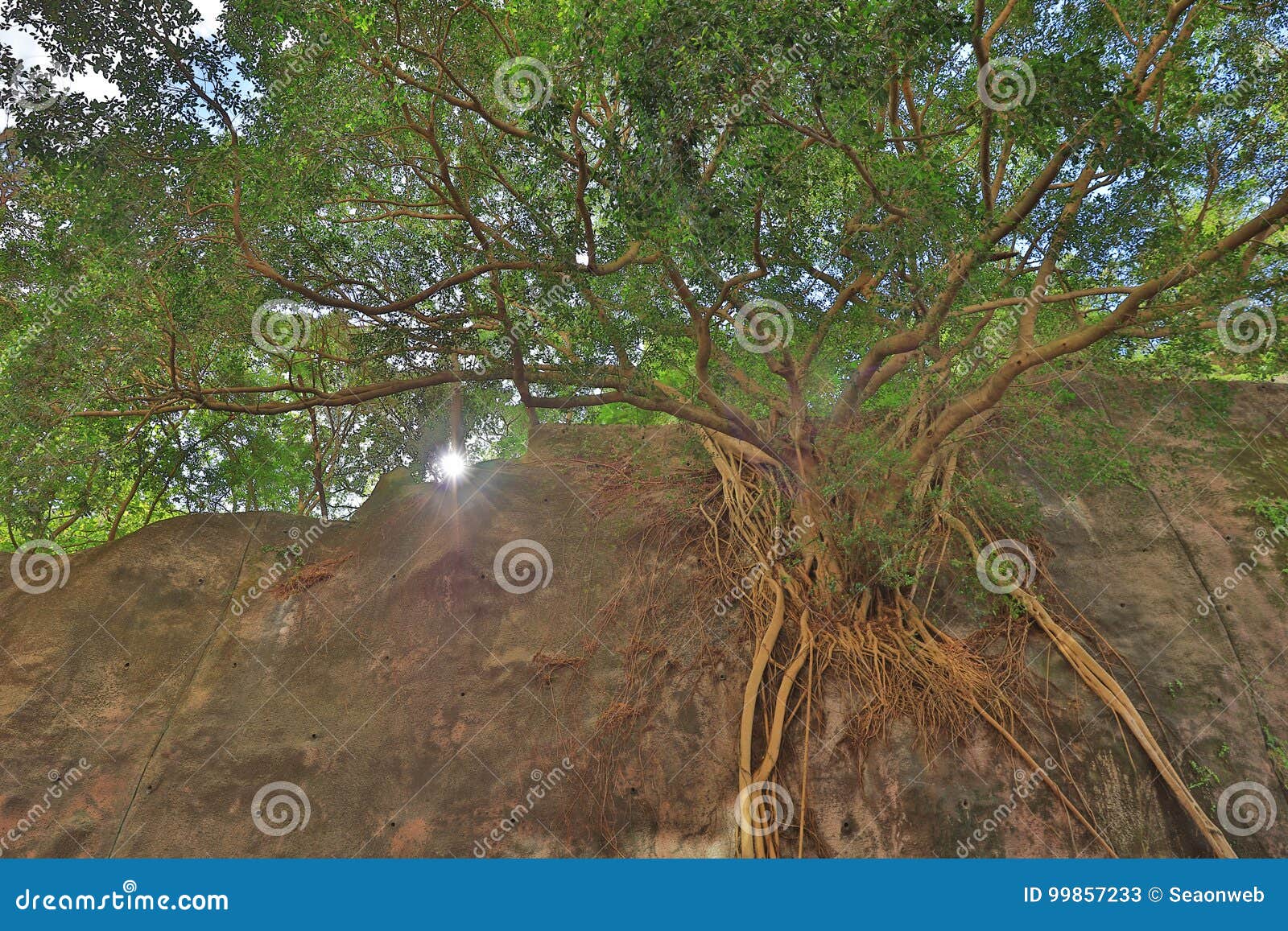 Tree Root Growing Against a Stone Wall, HK Stock Image - Image of wall ...