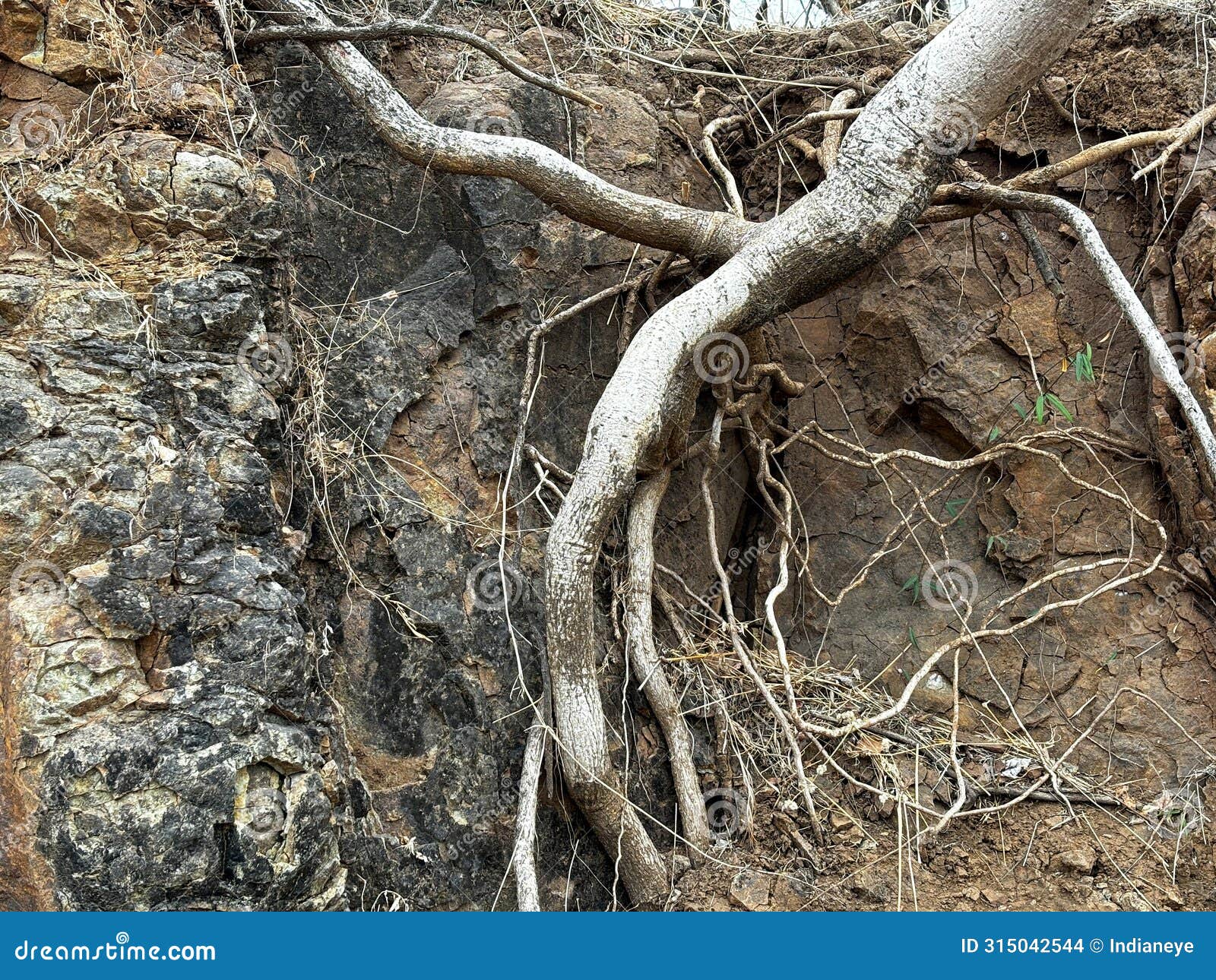 A Tree Root is Growing Out of a Rock Stock Photo - Image of exposed ...