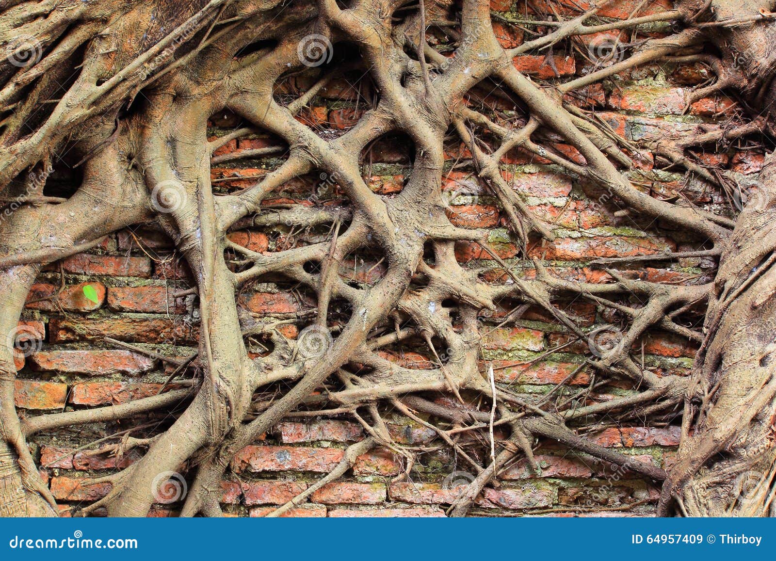 Tree Root Growth on the Brick Wall Stock Image - Image of separate ...