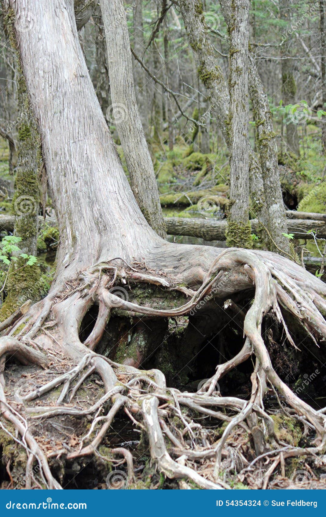 Tree Root Heart Stock Photo - Image: 54354324