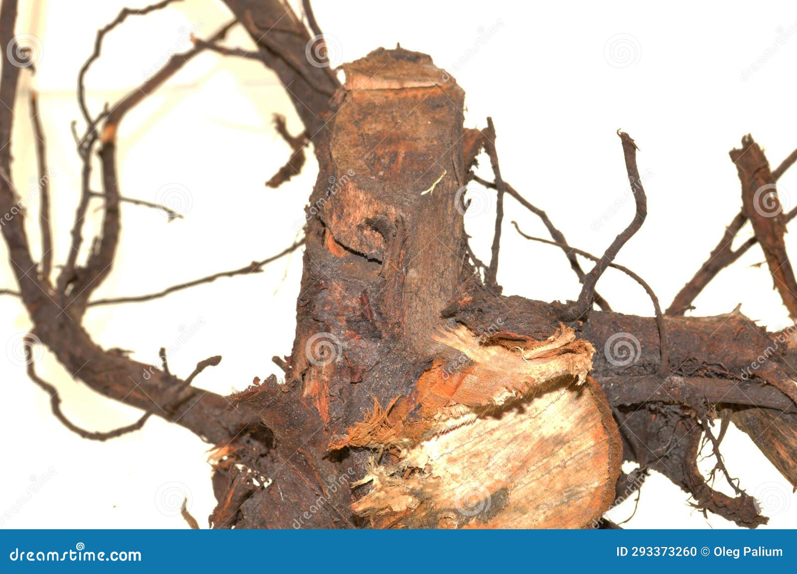 Tree Root Isolated on White Background Stock Photo - Image of garden ...