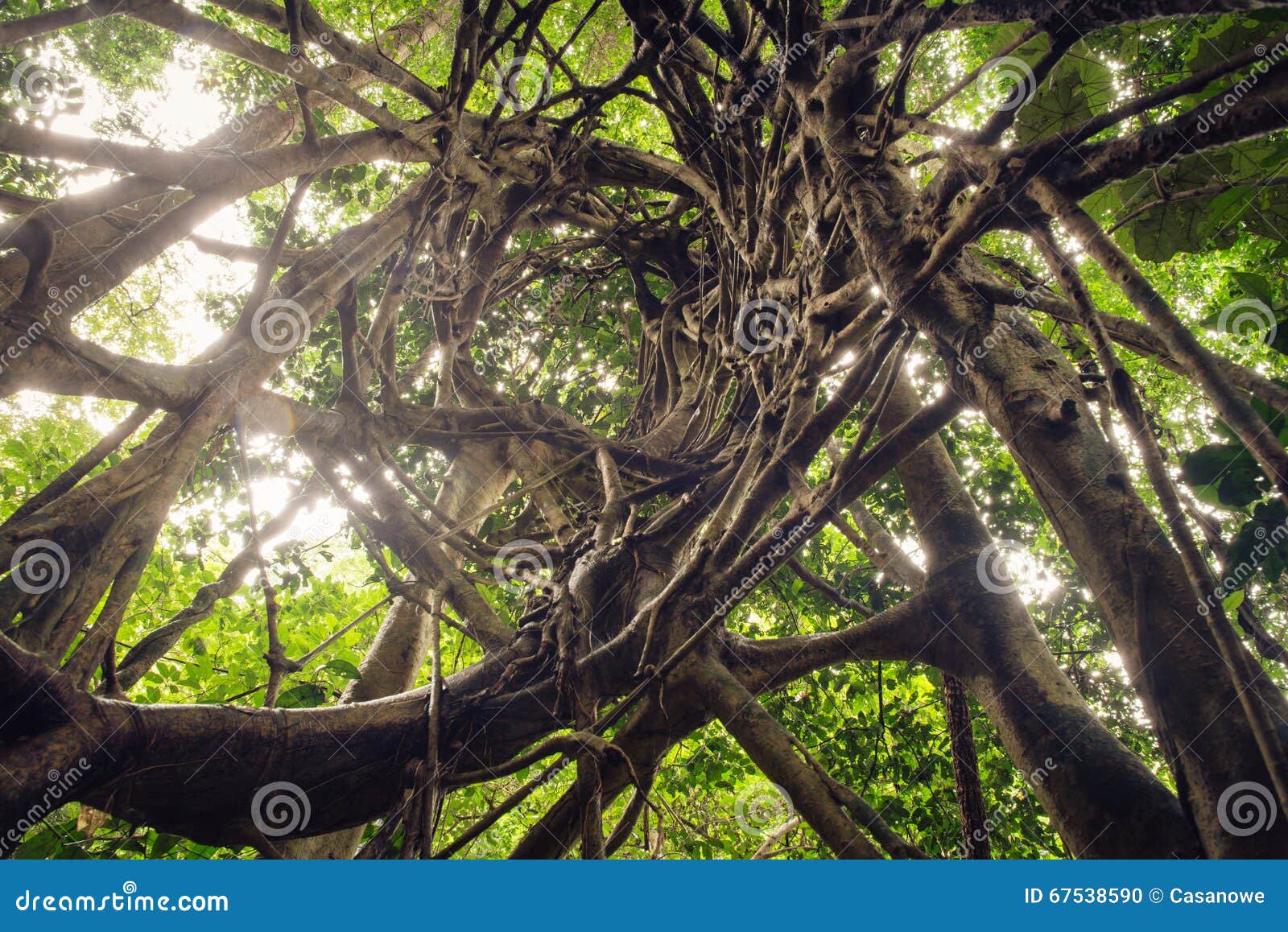 Tree Root with Large Trunk Above the Ground Stock Photo - Image of lush ...