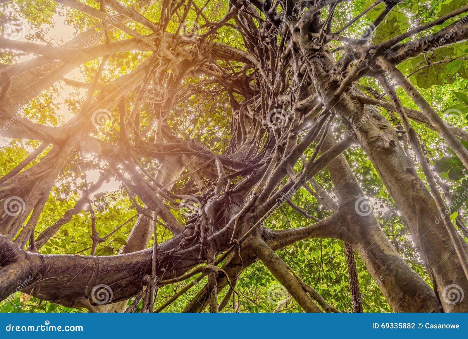 Tree Root with Large Trunk Above the Ground Stock Photo - Image of ...