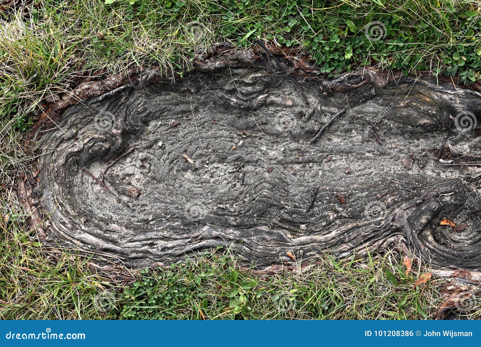 Tree Root in a Lawn with Line Pattern Stock Photo - Image of plant ...