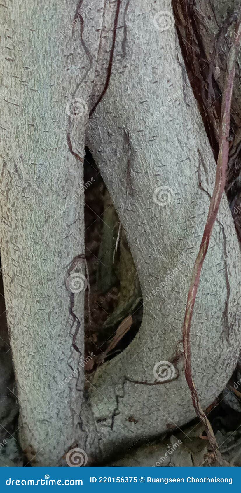 Tree root like human legs stock image. Image of twig - 220156375