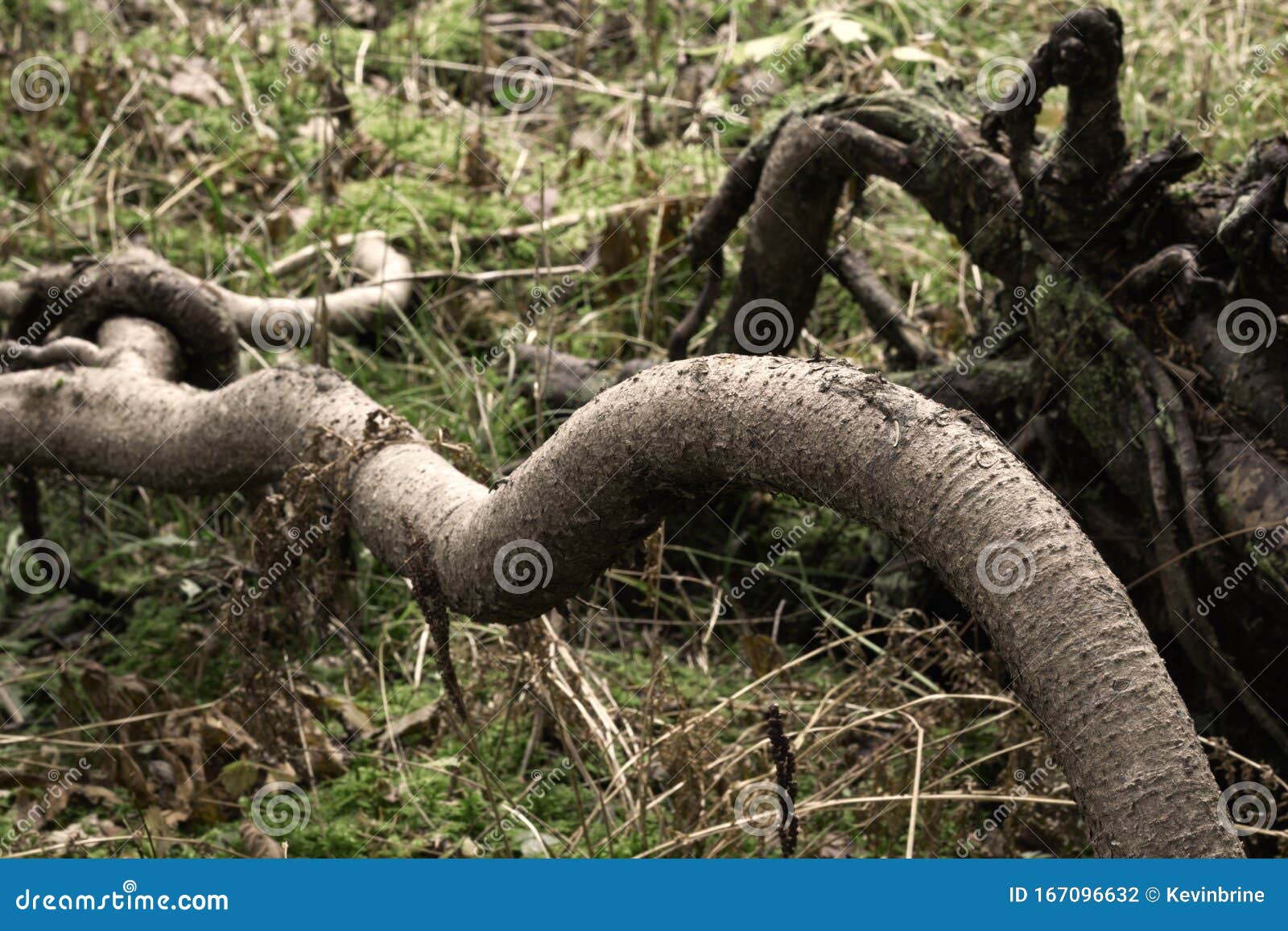 Tree Root stock photo. Image of branch, earth, growth - 167096632