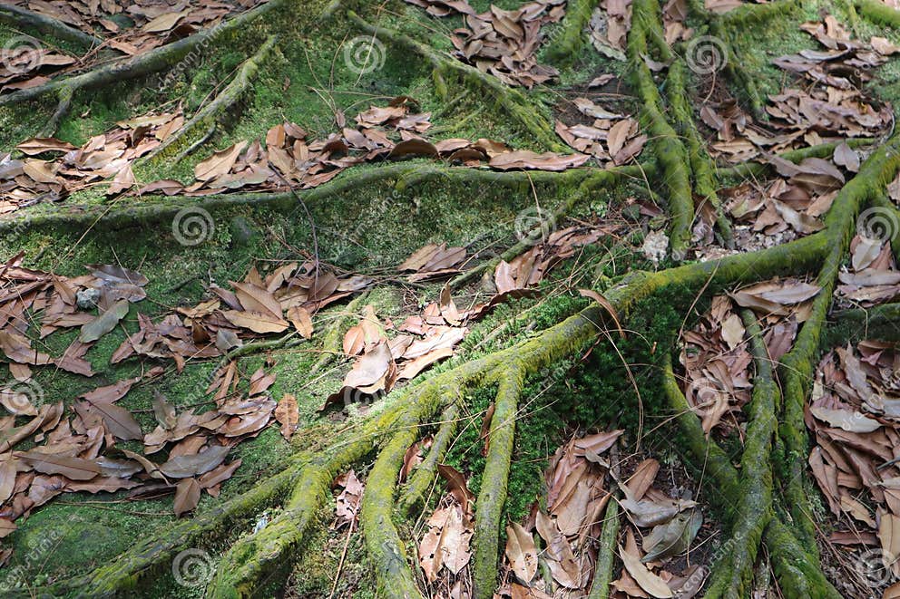 Tree Root Motif in the Morning Editorial Stock Photo - Image of spruce ...