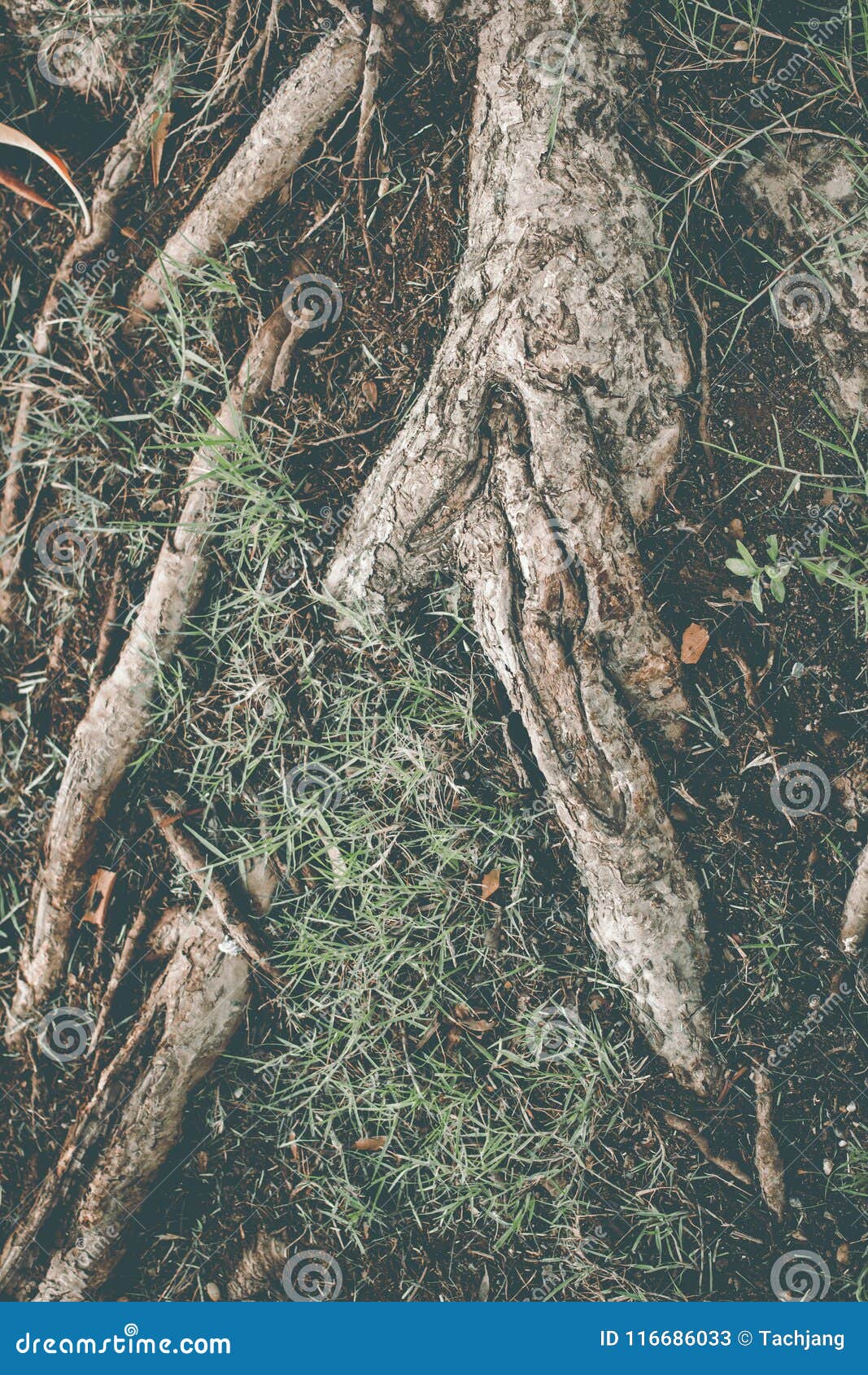 Tree root in nature. stock image. Image of farm, plant - 116686033