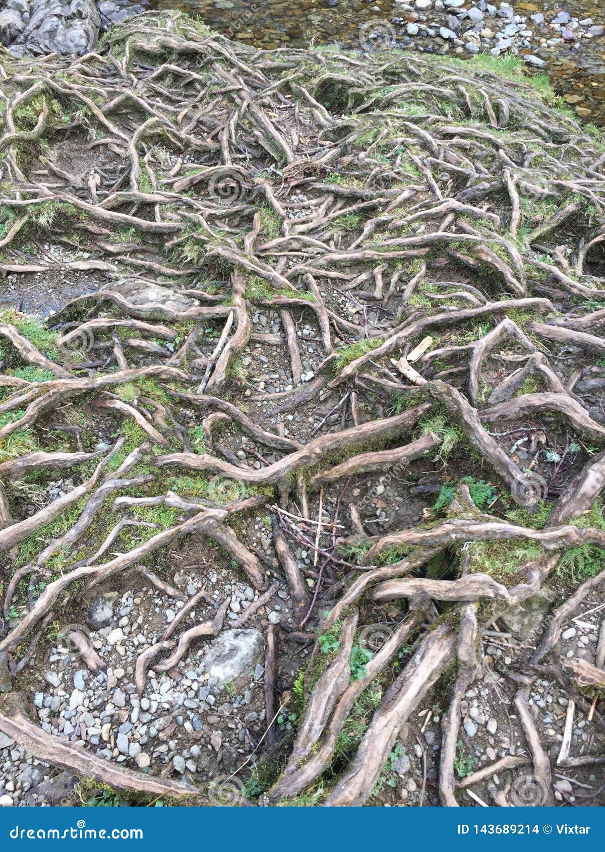 Tree Root Network Exposed by Elements Stock Photo - Image of lattice ...