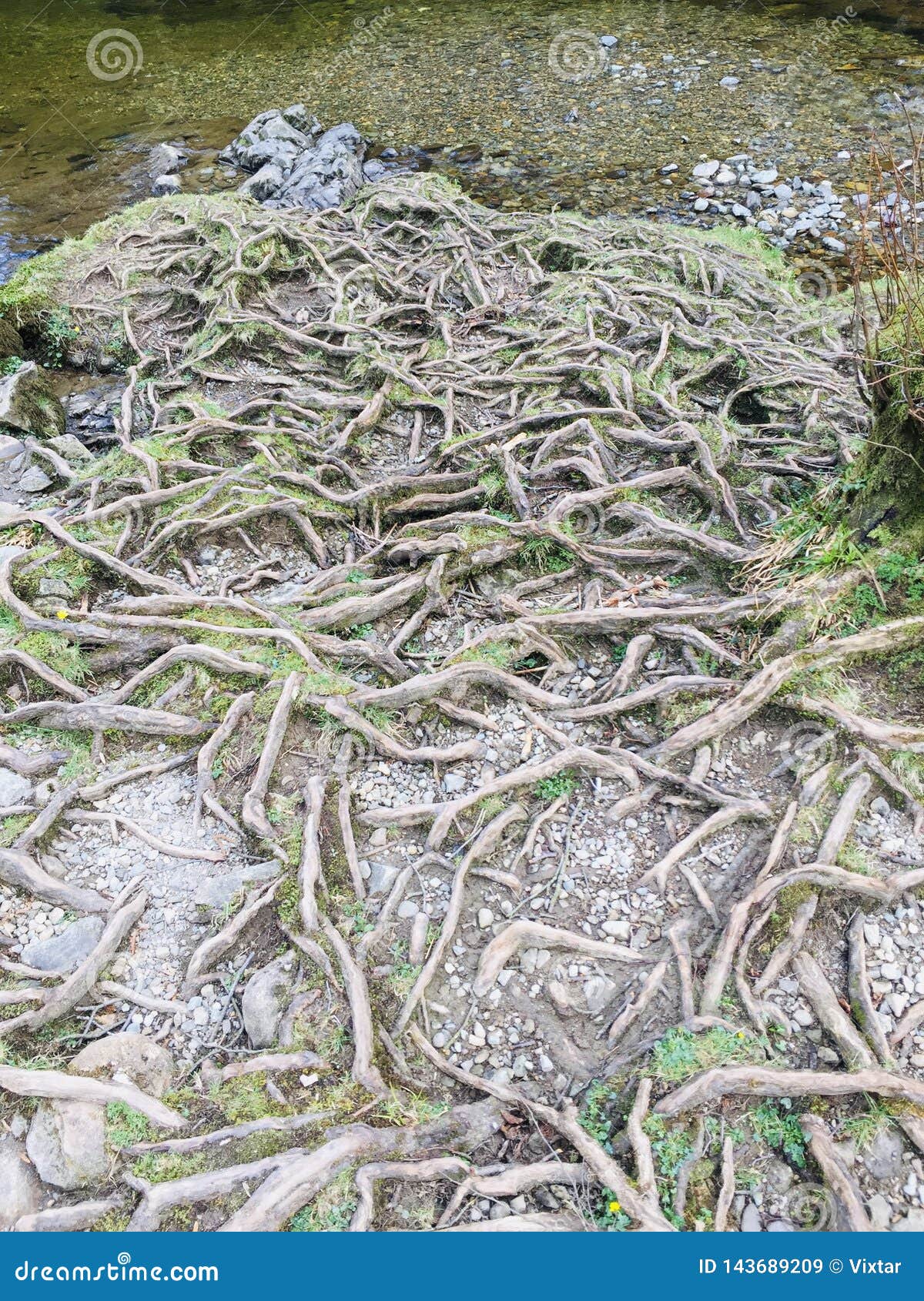 Tree Root Network Exposed by Elements Stock Image - Image of erosion ...