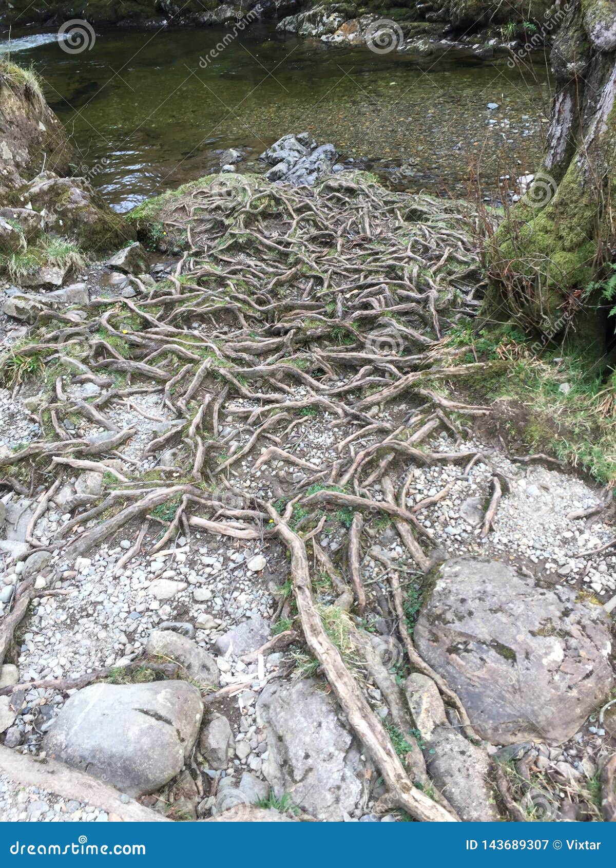Tree Root Network Exposed by Elements Stock Image - Image of growing ...