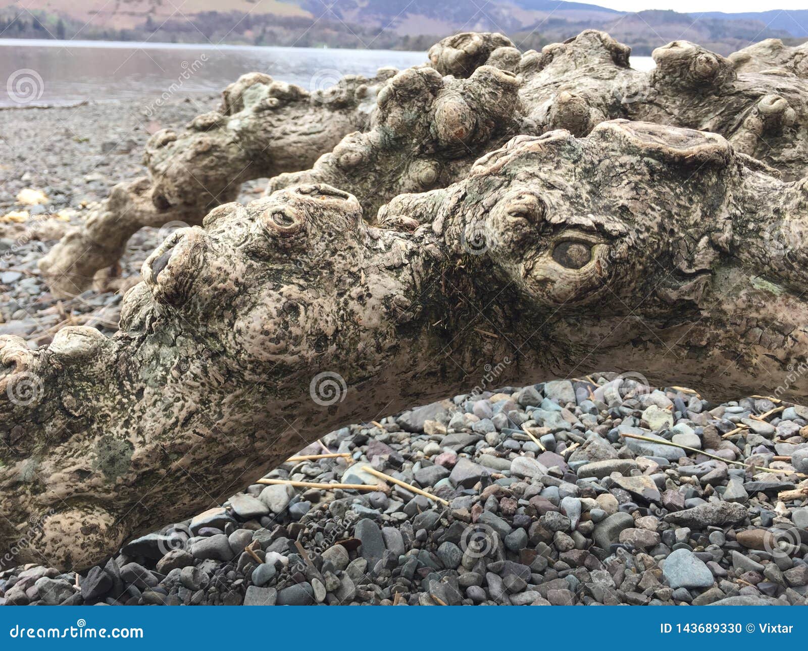 Tree Root Network Exposed by Water and Wind Stock Photo - Image of lake ...