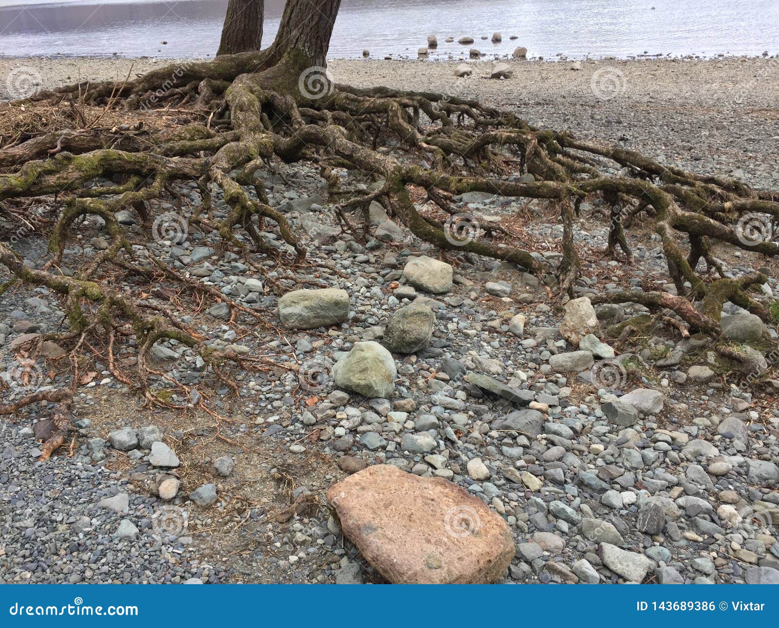 Tree Root Network Exposed by Water and Wind Stock Photo - Image of ...