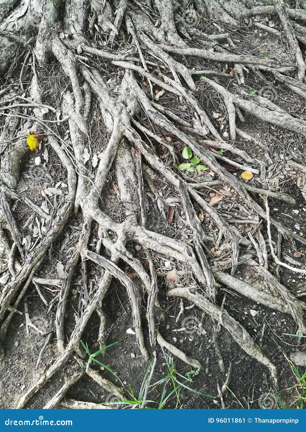 Tree root network stock image. Image of ecology, system - 96011861