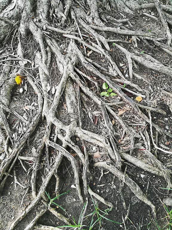 Tree root network stock image. Image of ecology, system - 96011861