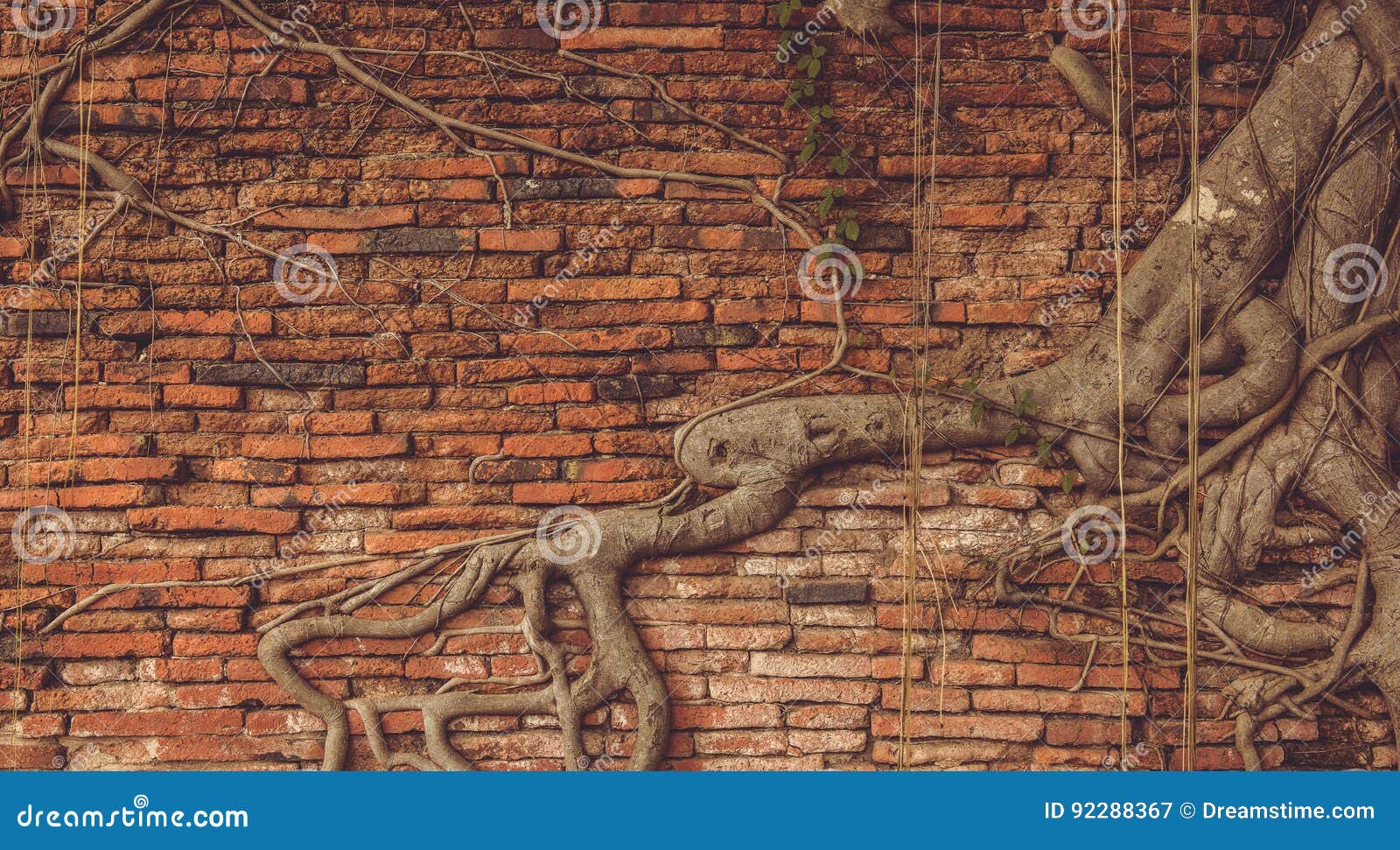 Tree Root on the Old Brick Wall Background Stock Image - Image of ...